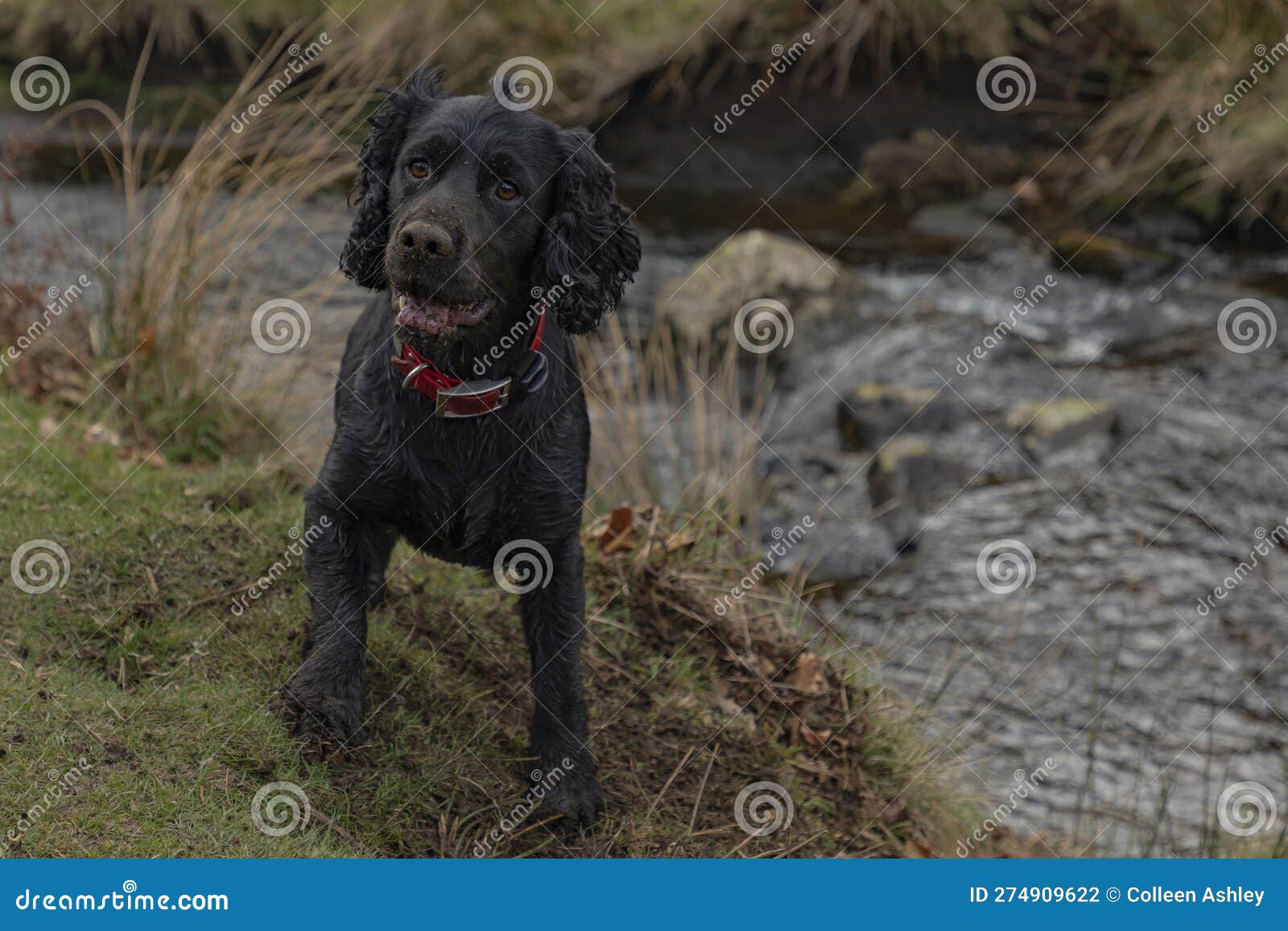 Black Working Cocker Spaniel Stood by a Stream Stock Photo - Image of ...