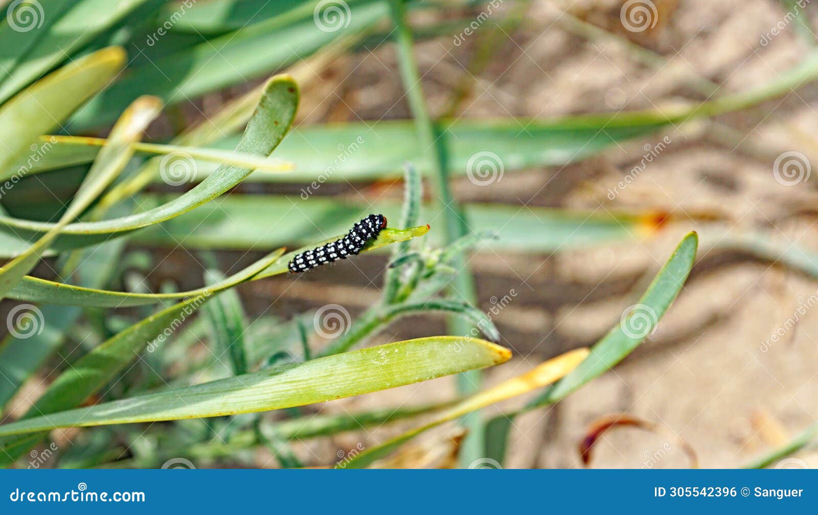 Black worm on green leaf stock photo. Image of animals - 305542396
