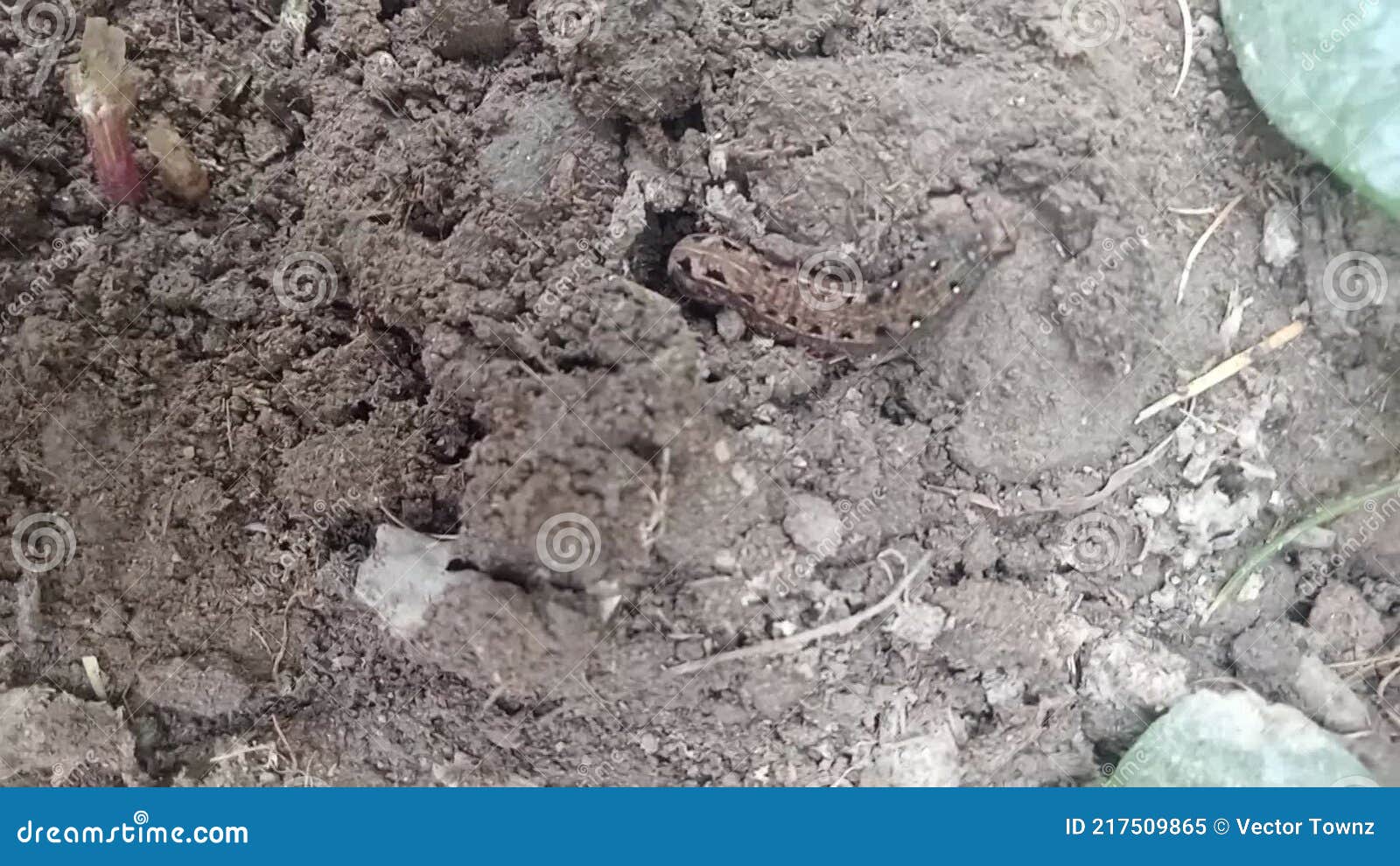 Worm digging out of ground stock video. Video of garden - 217509865