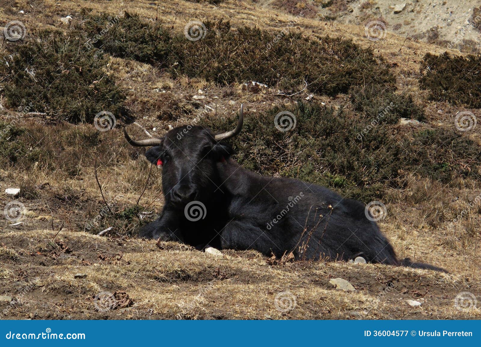 Black yak stock image. Image of single, outdoors, mammal - 36004577