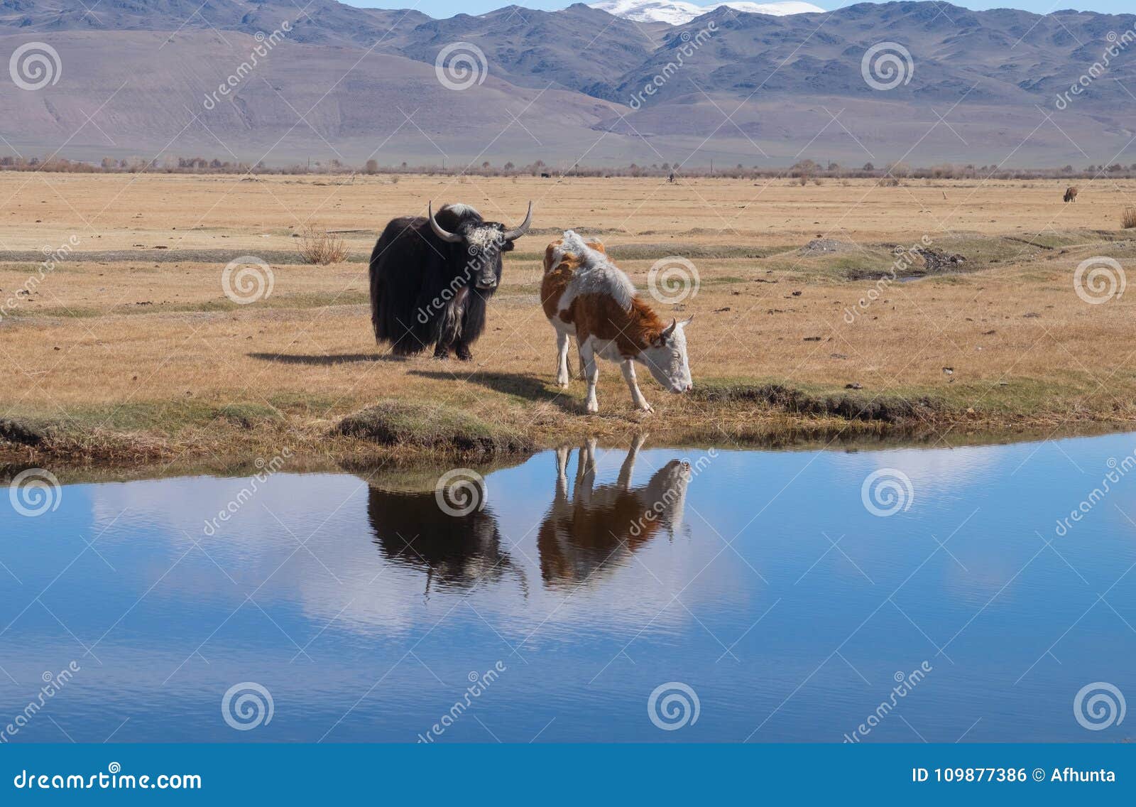 Black yak stock photo. Image of east, grass, outdoors - 109877386