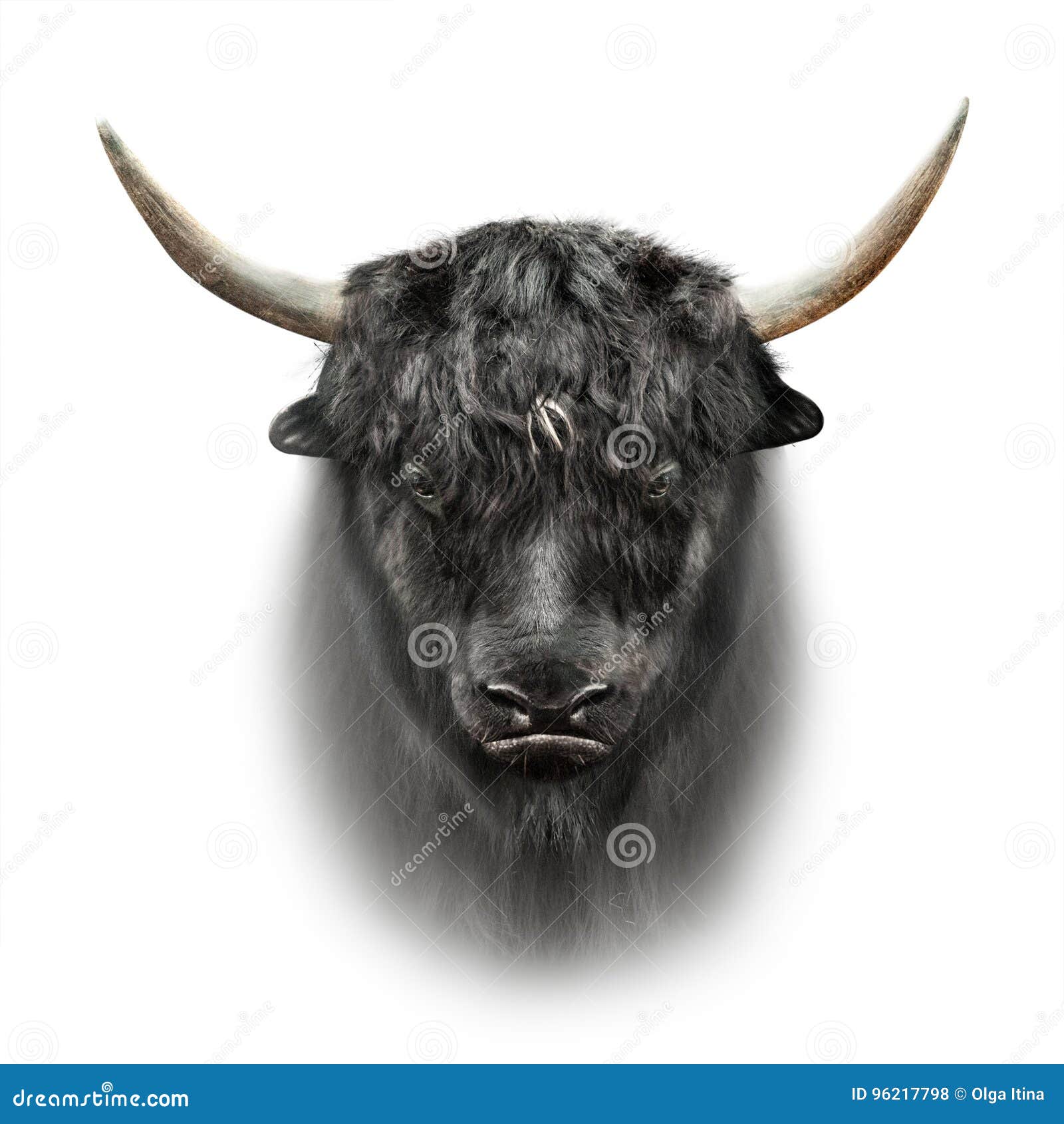 Black Yak Face Isolated on White Background Stock Photo - Image of cute ...