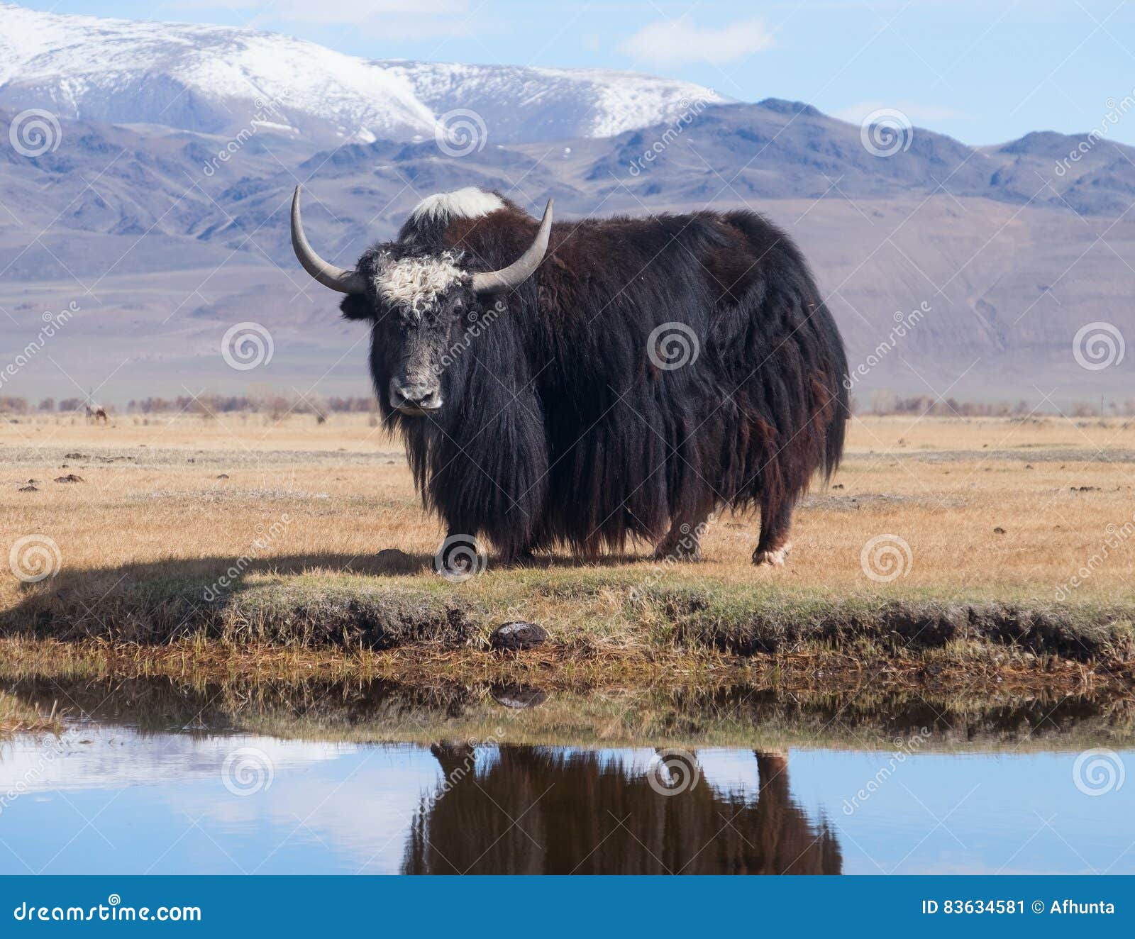 Black yak stock image. Image of lake, black, mating, plateau - 83634581