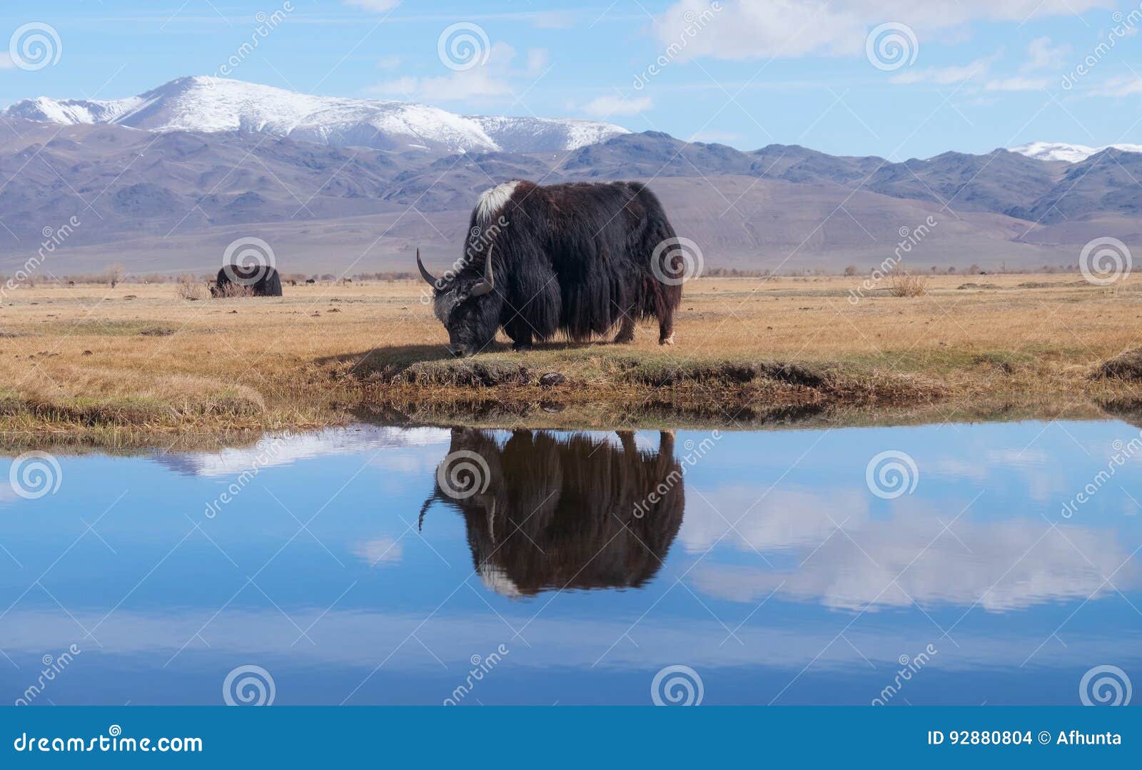 Black yak stock photo. Image of range, reflection, altai - 92880804