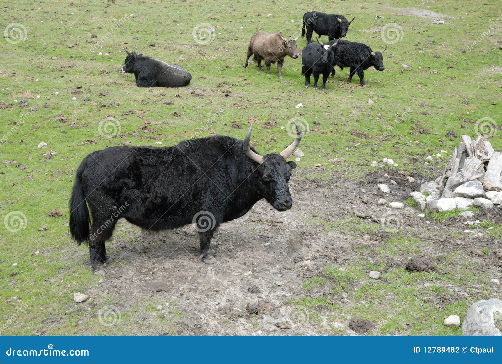 Black yaks stock photo. Image of travel, high, animal - 12789482