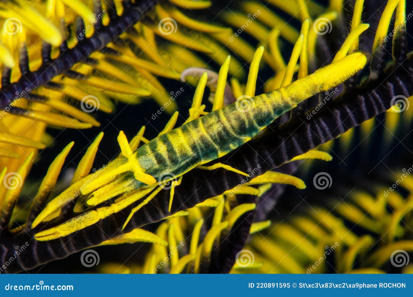 Black and Yellow Ambon Crinoid Shrimp Stock Image - Image of aquatic ...