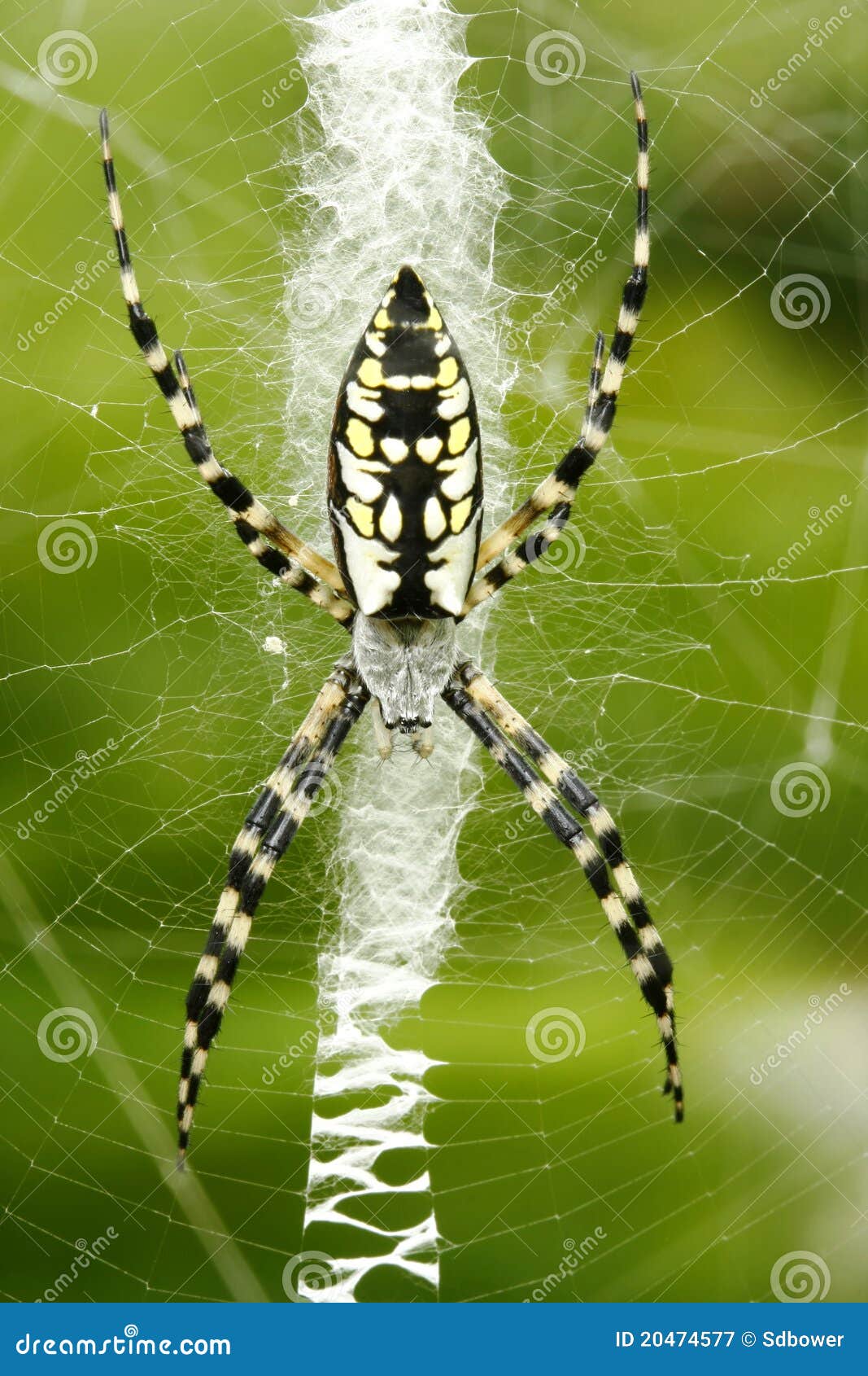 Black and Yellow Argiope Spider on Web Stock Image - Image of closeup ...