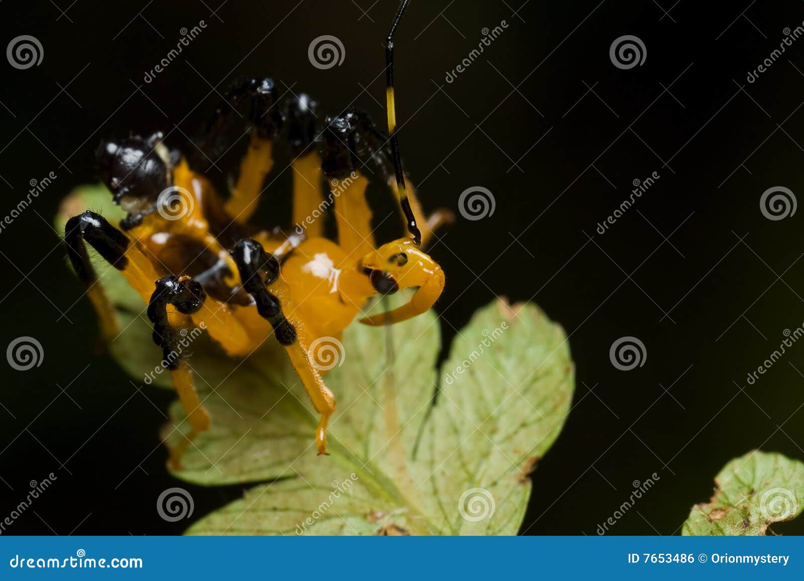 Assassin Bug Nymph Royalty-Free Stock Image | CartoonDealer.com #32090560