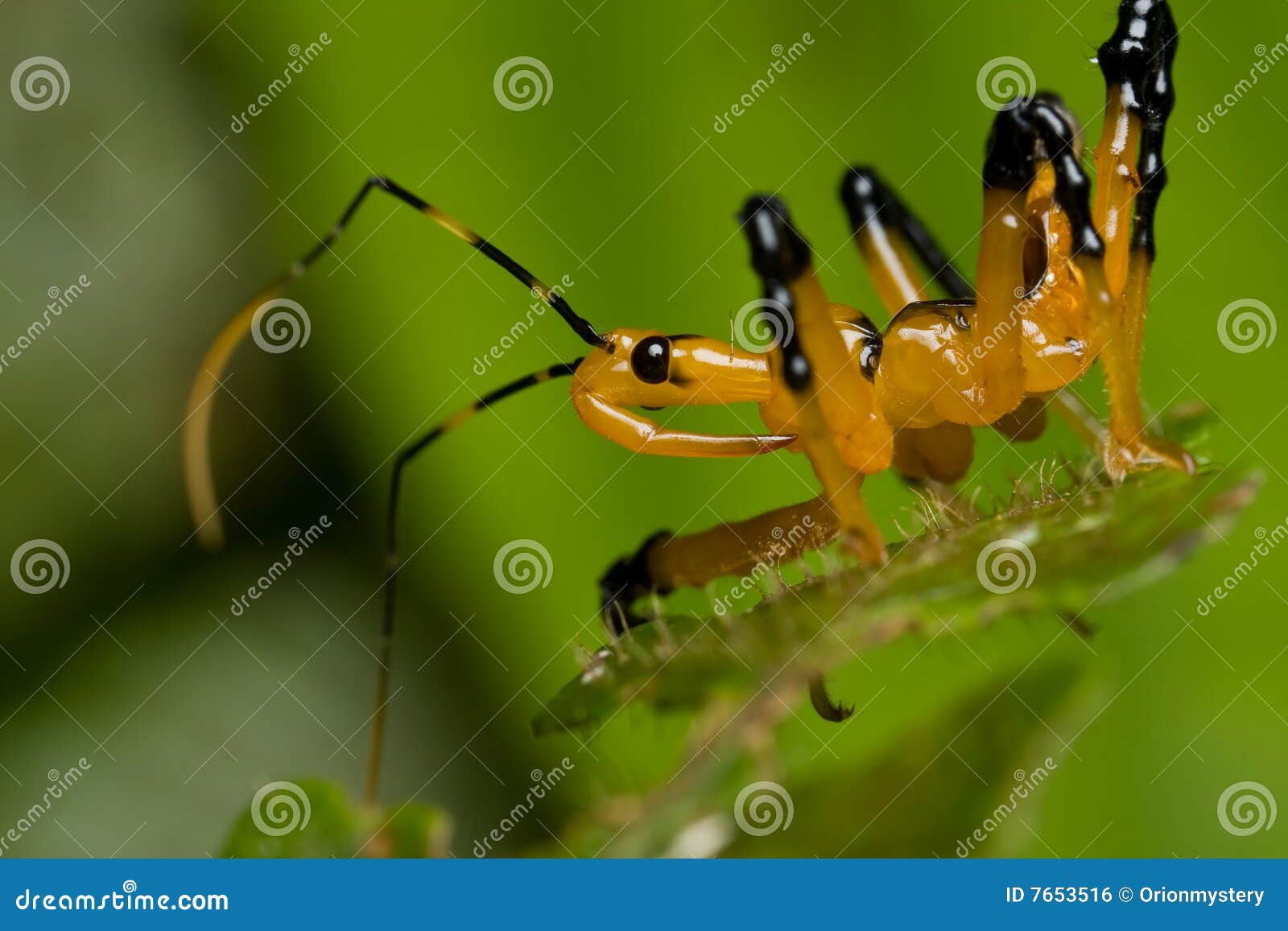 Assassin Bug Nymph Royalty-Free Stock Image | CartoonDealer.com #32090560