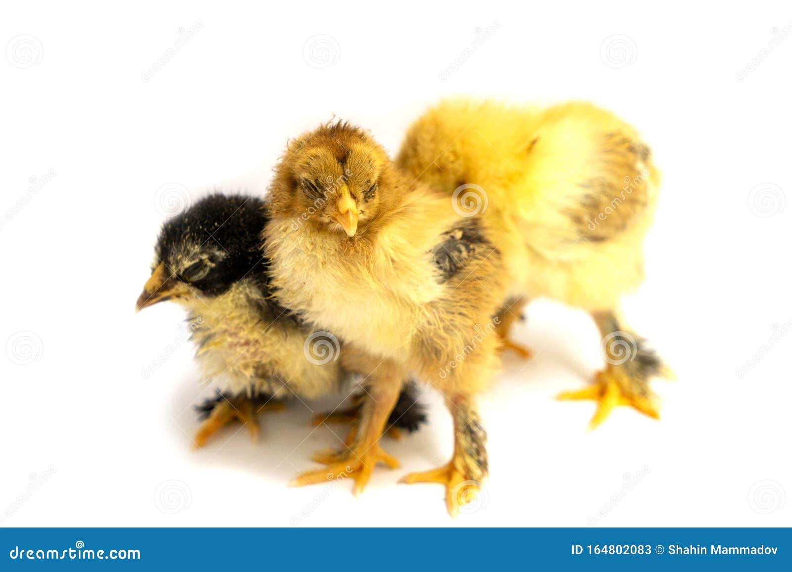 Black and Yellow Brahma Chicks on White Background,selective Focus ...
