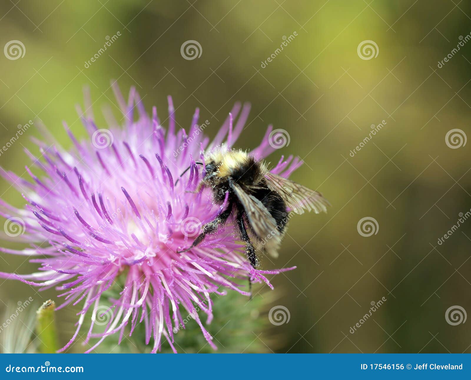 Black and Yellow Bumblebee on Flower Closeup Stock Photo - Image of ...
