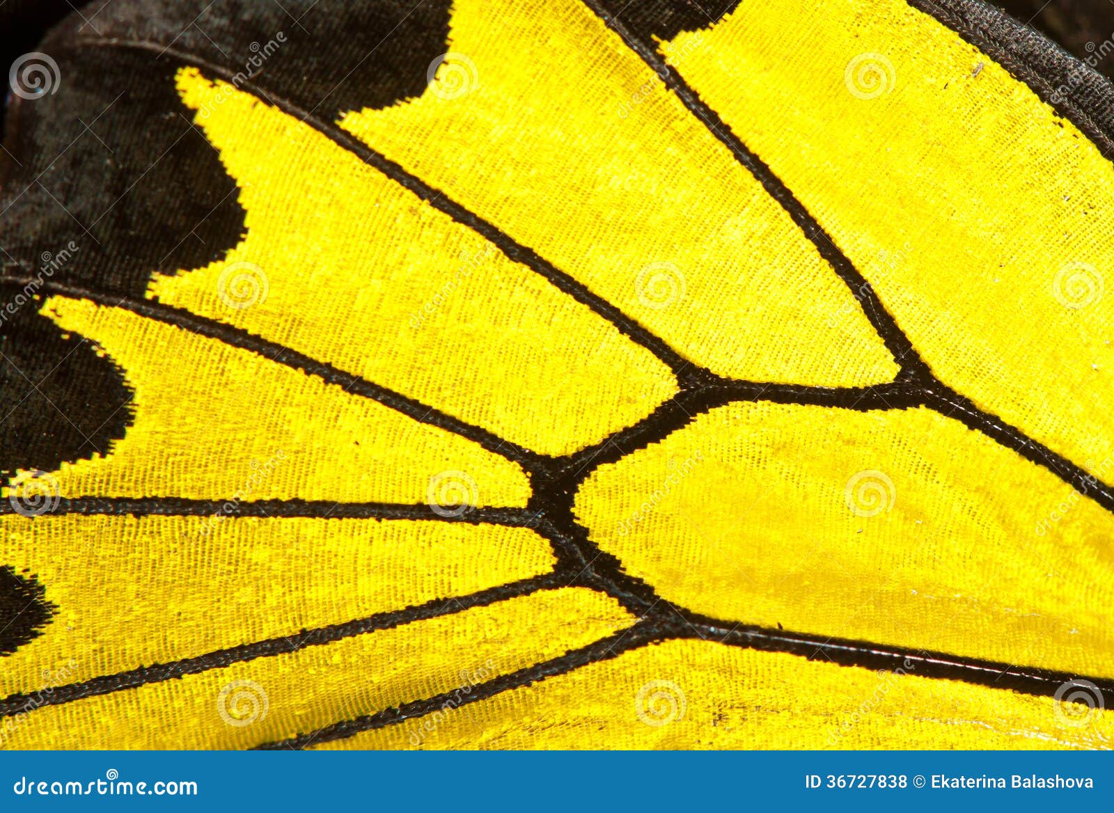 Black and Yellow Butterfly Wing Stock Photo - Image of animals ...