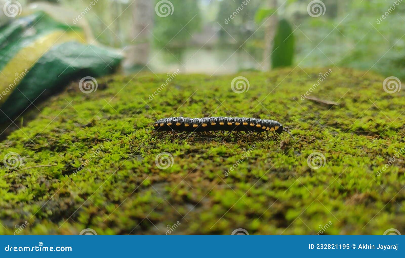 The Black and Yellow Flat Millipede Stock Image - Image of invertebrate ...