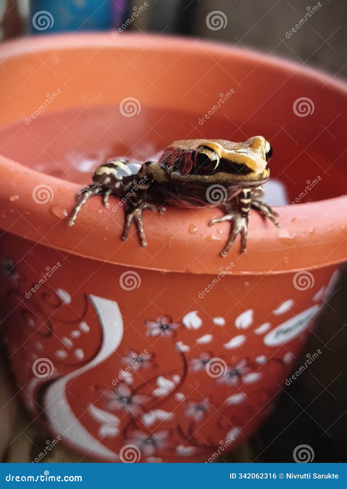 Black and Yellow Frog on Water Filled Tub Stock Photo - Image of frog ...