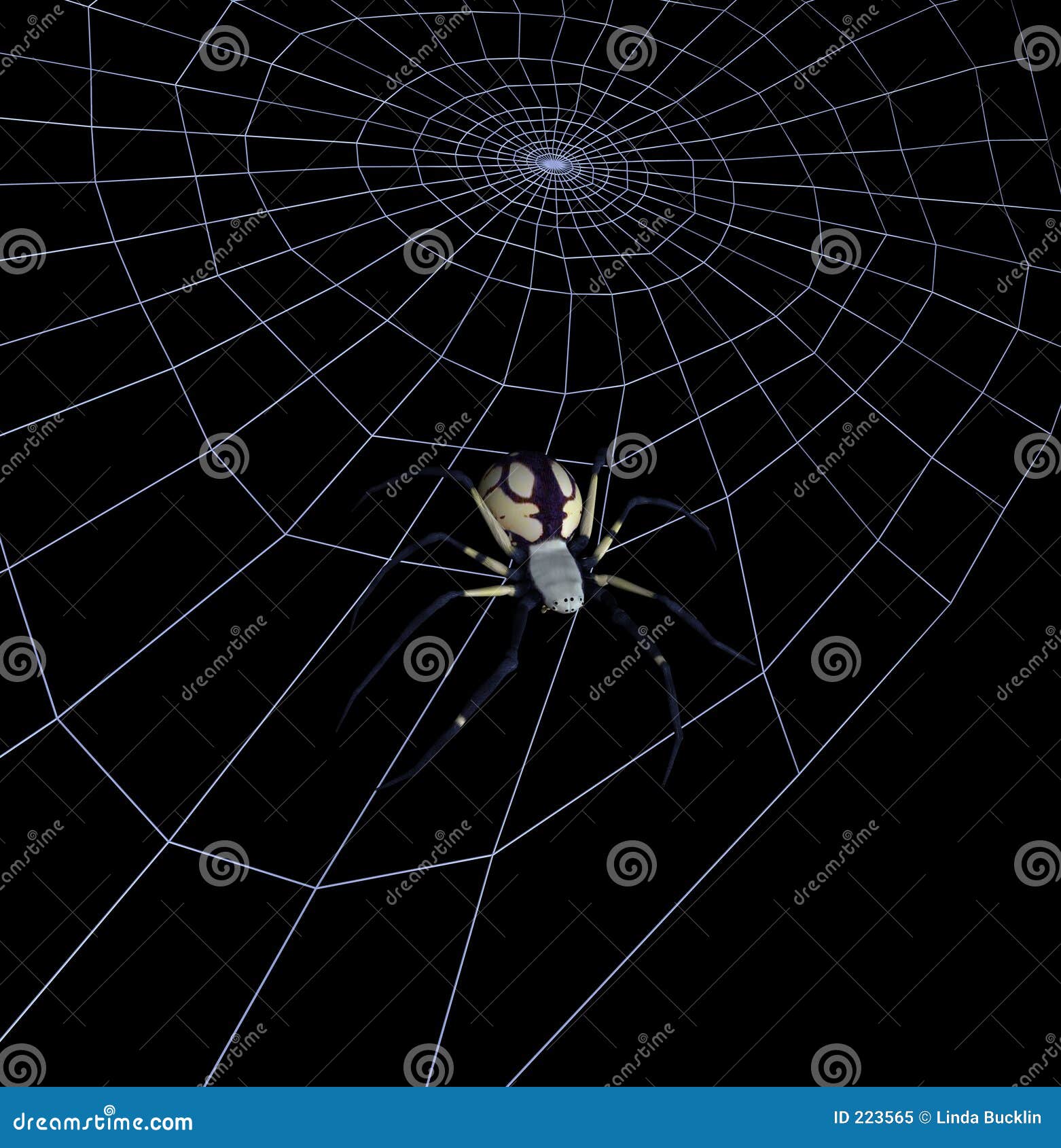 Black Yellow Garden Spider on Web - Includes Clipping Path Stock ...