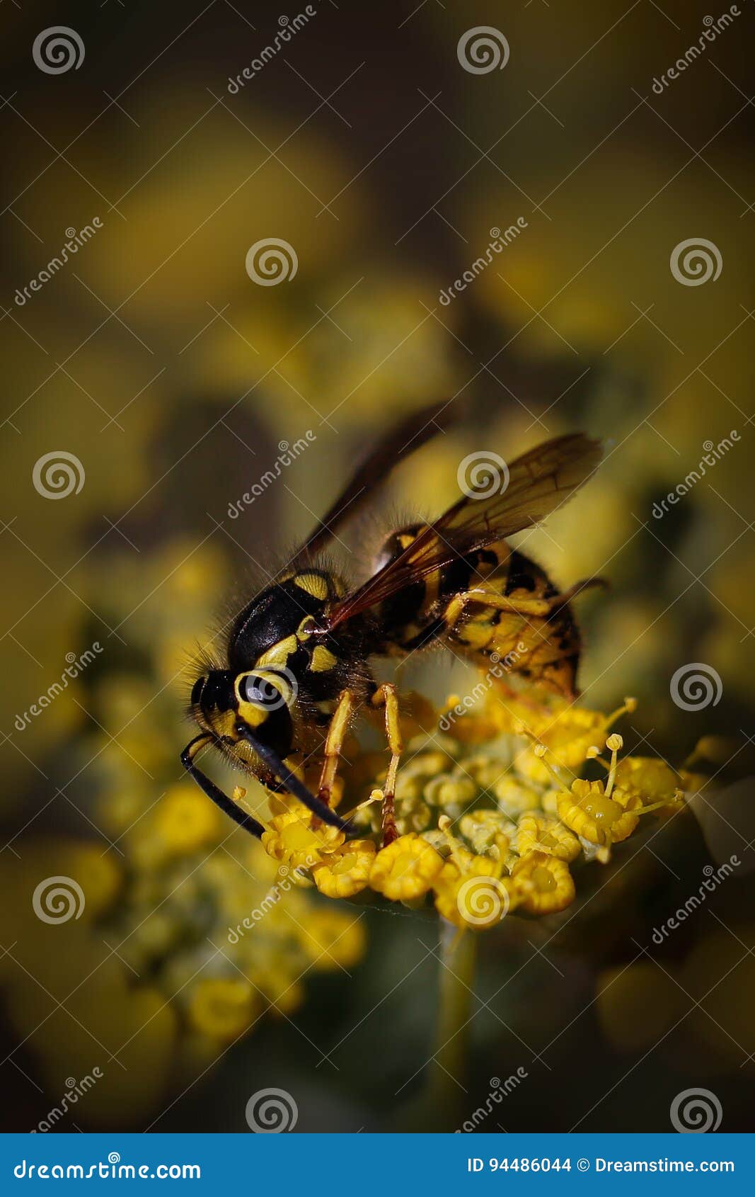 Black and Yellow Jacket Wasp Stock Photo - Image of wasp, close: 94486044