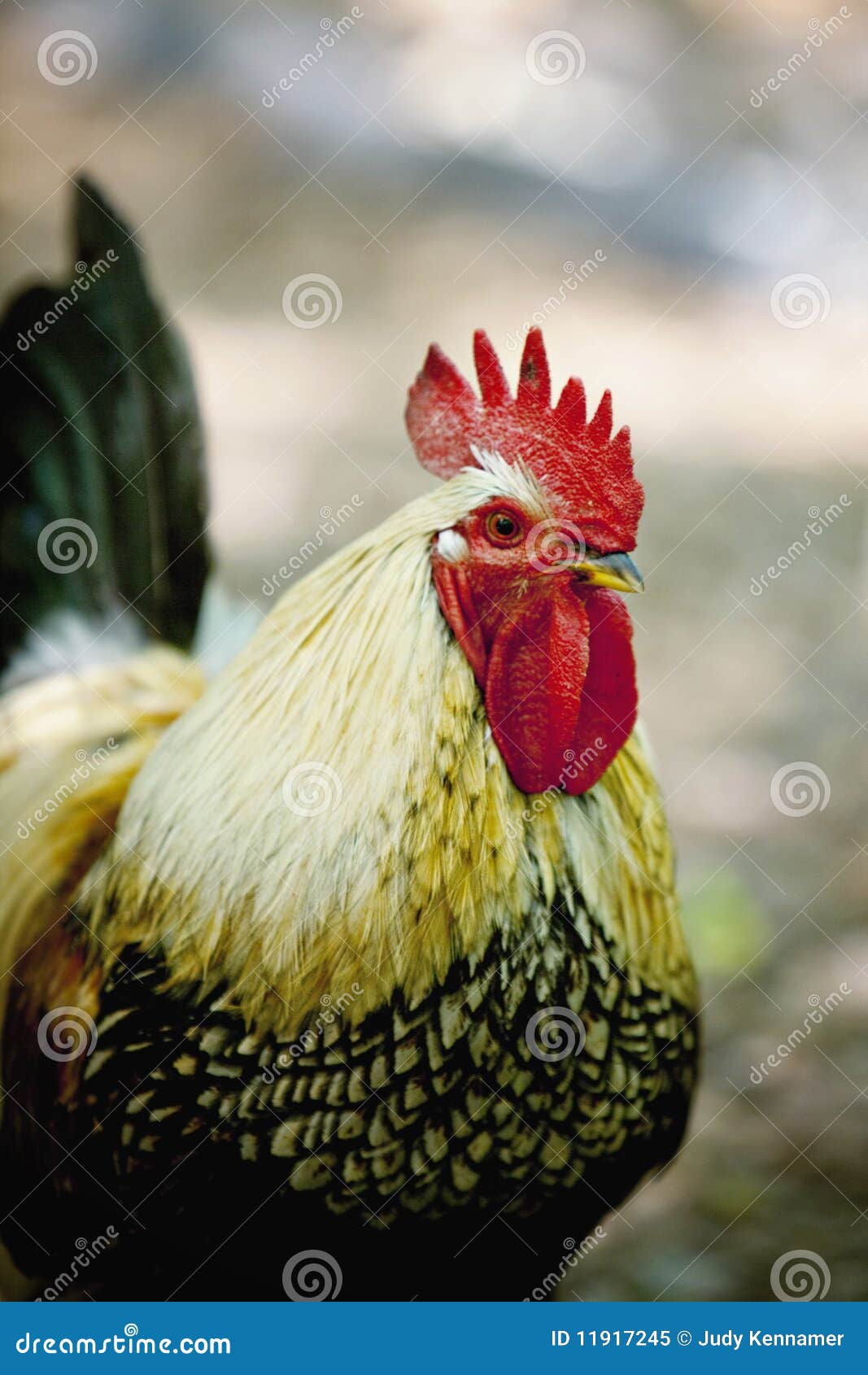 Black and Yellow rooster stock image. Image of beautiful - 11917245