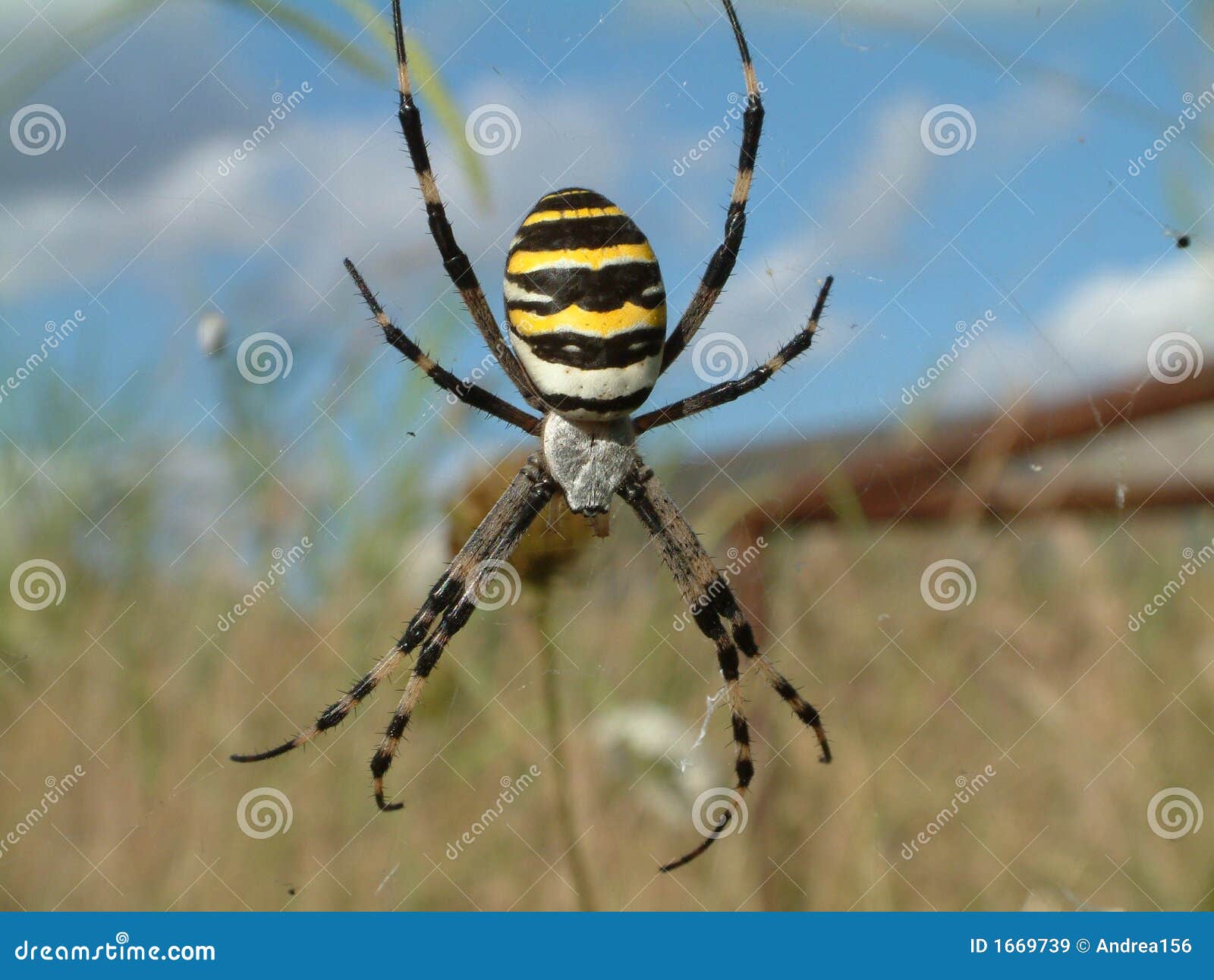 Black And Yellow Spider Royalty Free Stock Images - Image: 1669739