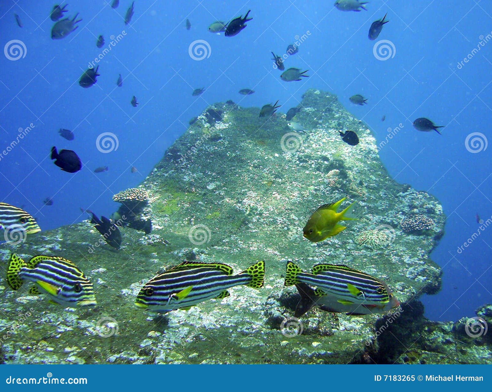 Black and Yellow Striped Fish, Bali Stock Image - Image of scuba ...