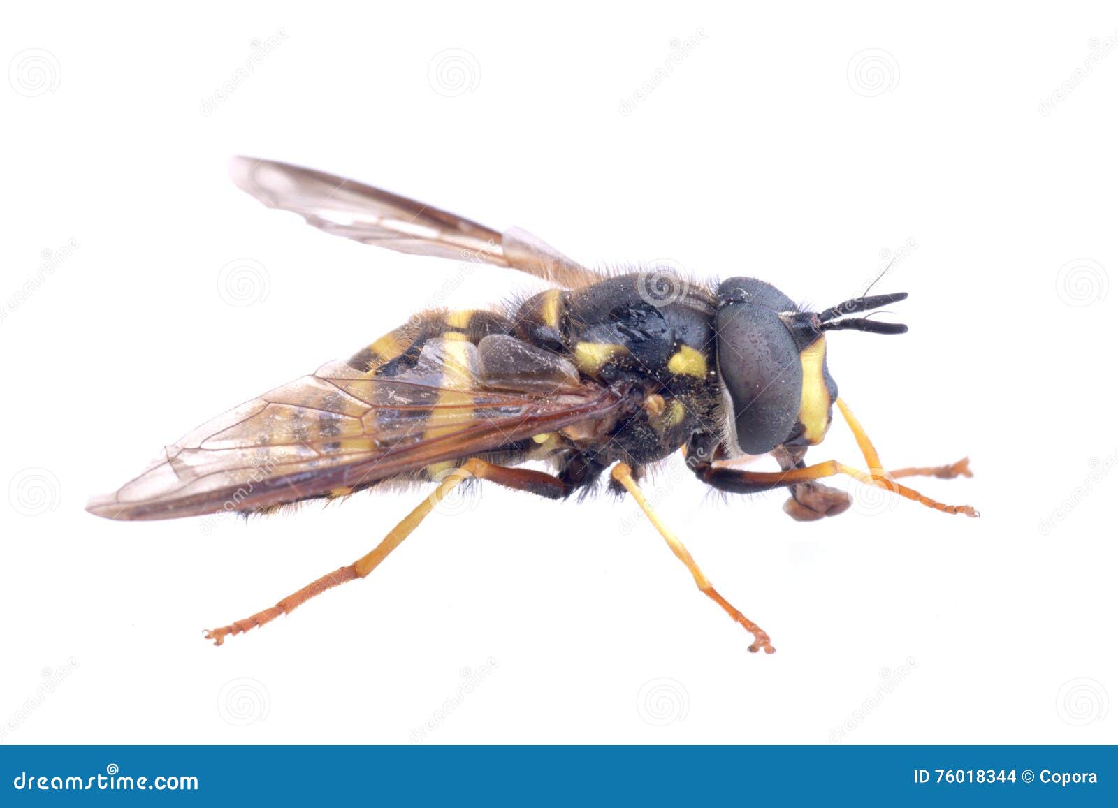 Black Yellow Striped Fly on a White Background Stock Photo - Image of ...