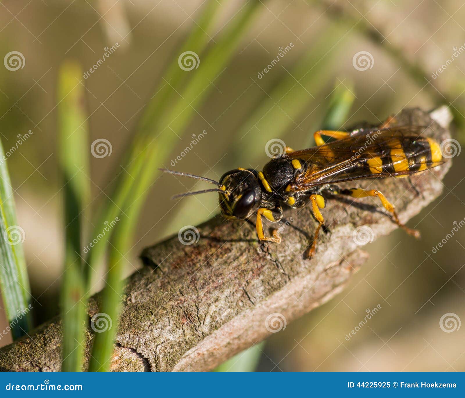 Black and Yellow Striped Insect Stock Image - Image of green, branch ...