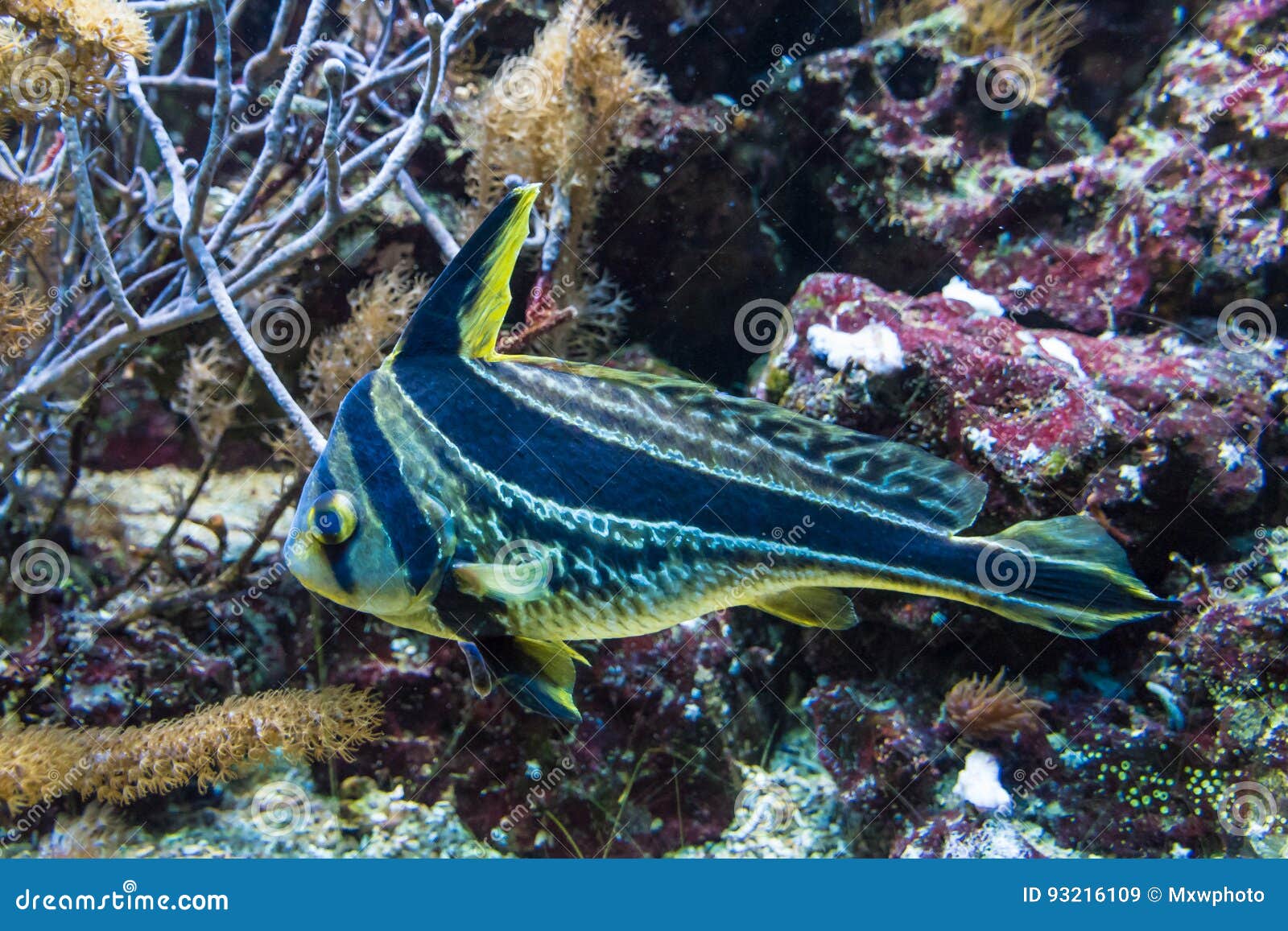 Black and Yellow Striped Tropical Wild Jungle Fish Stock Image - Image ...