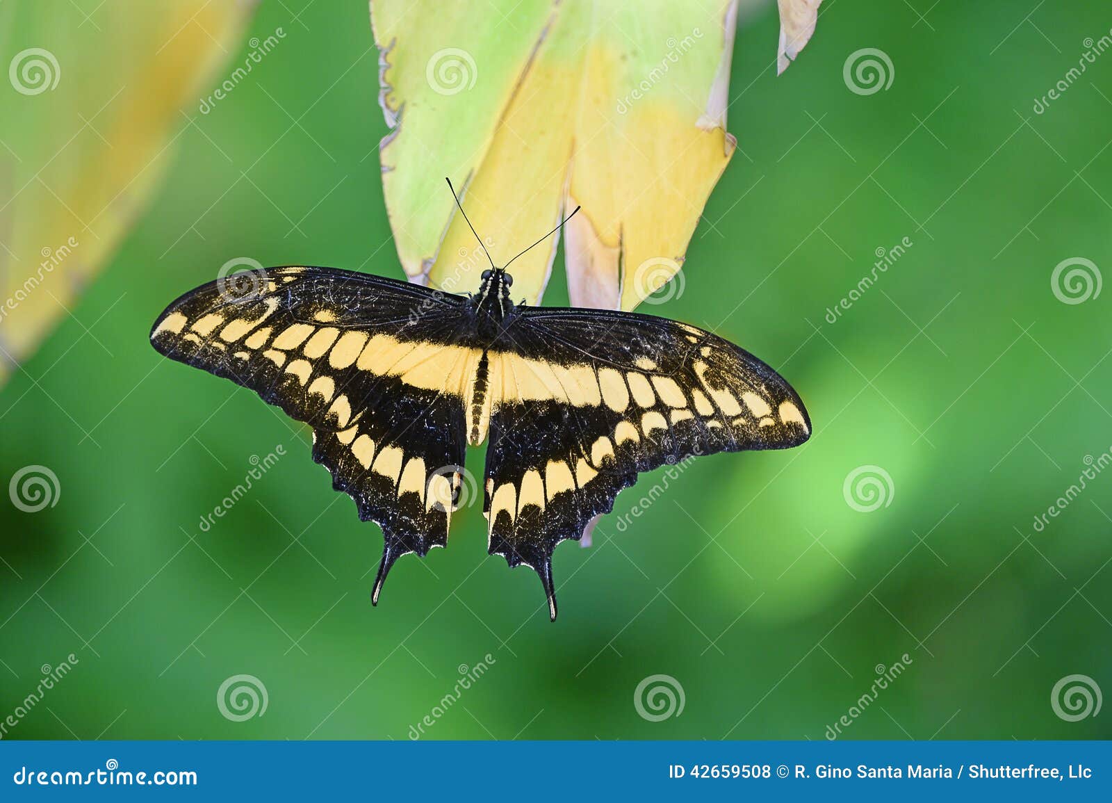 Black and Yellow Swallowtail Butterfly Stock Photo - Image of field ...