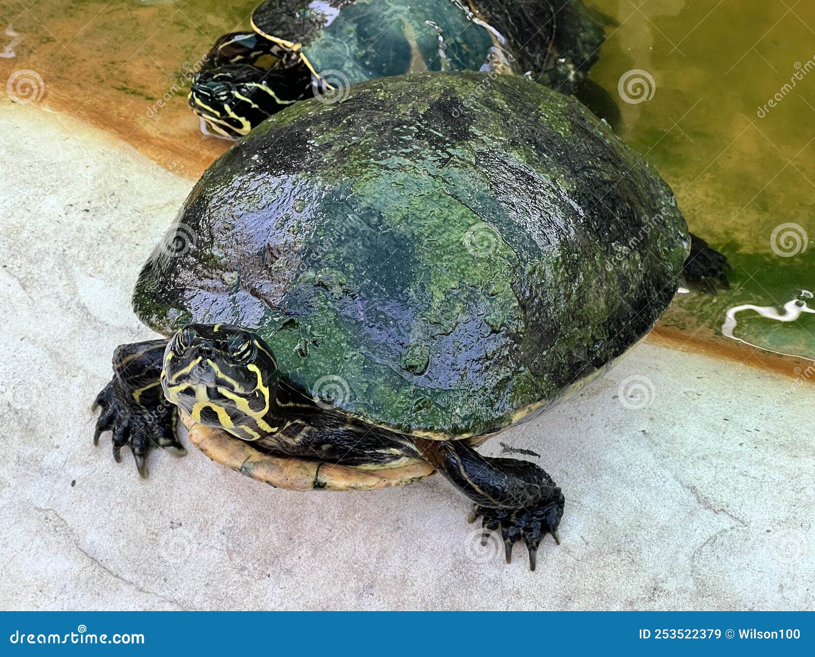 Turtle stock image. Image of rocks, turtle, shells, reptile - 253522379