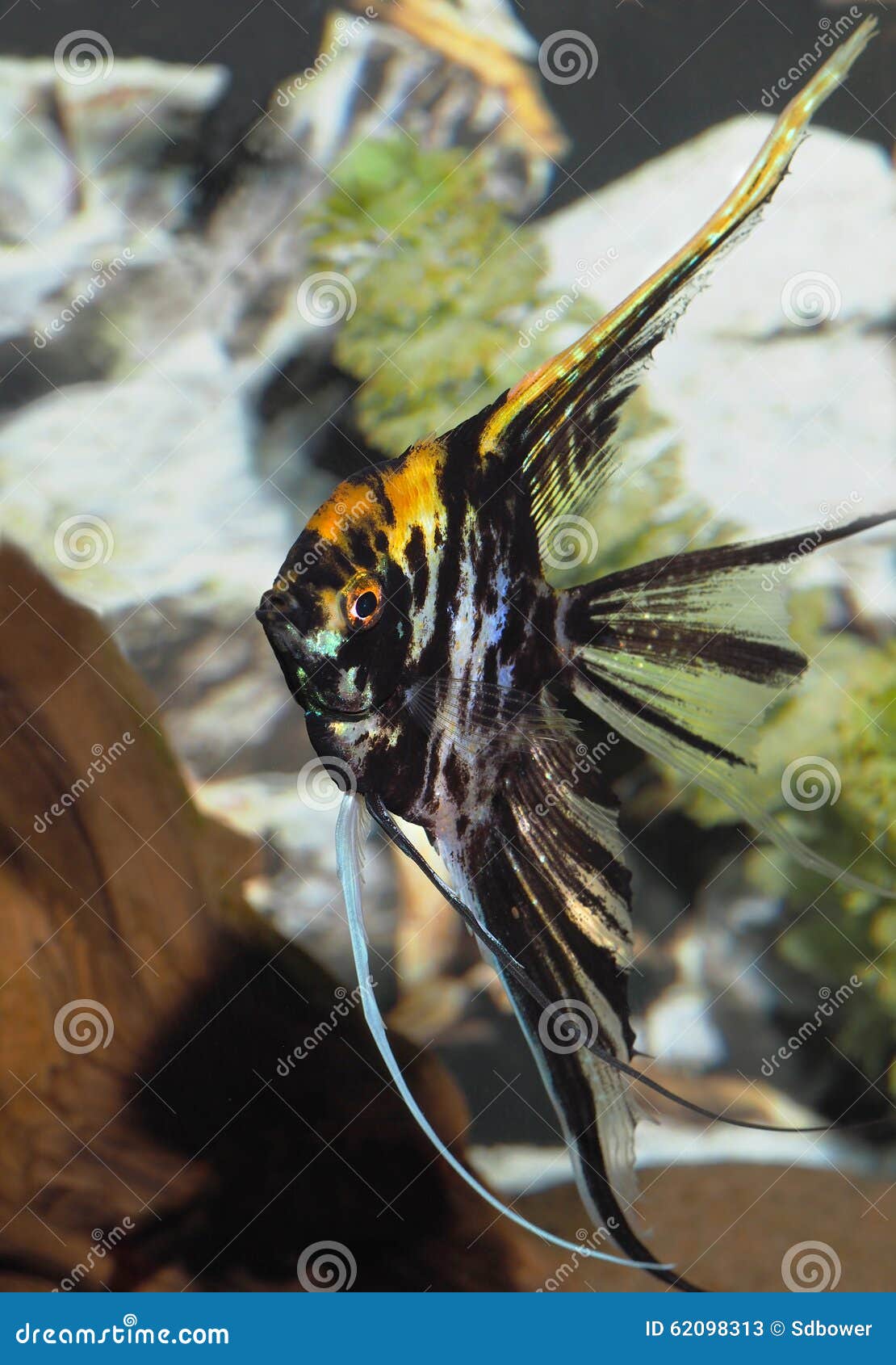 Black Veil Angelfish