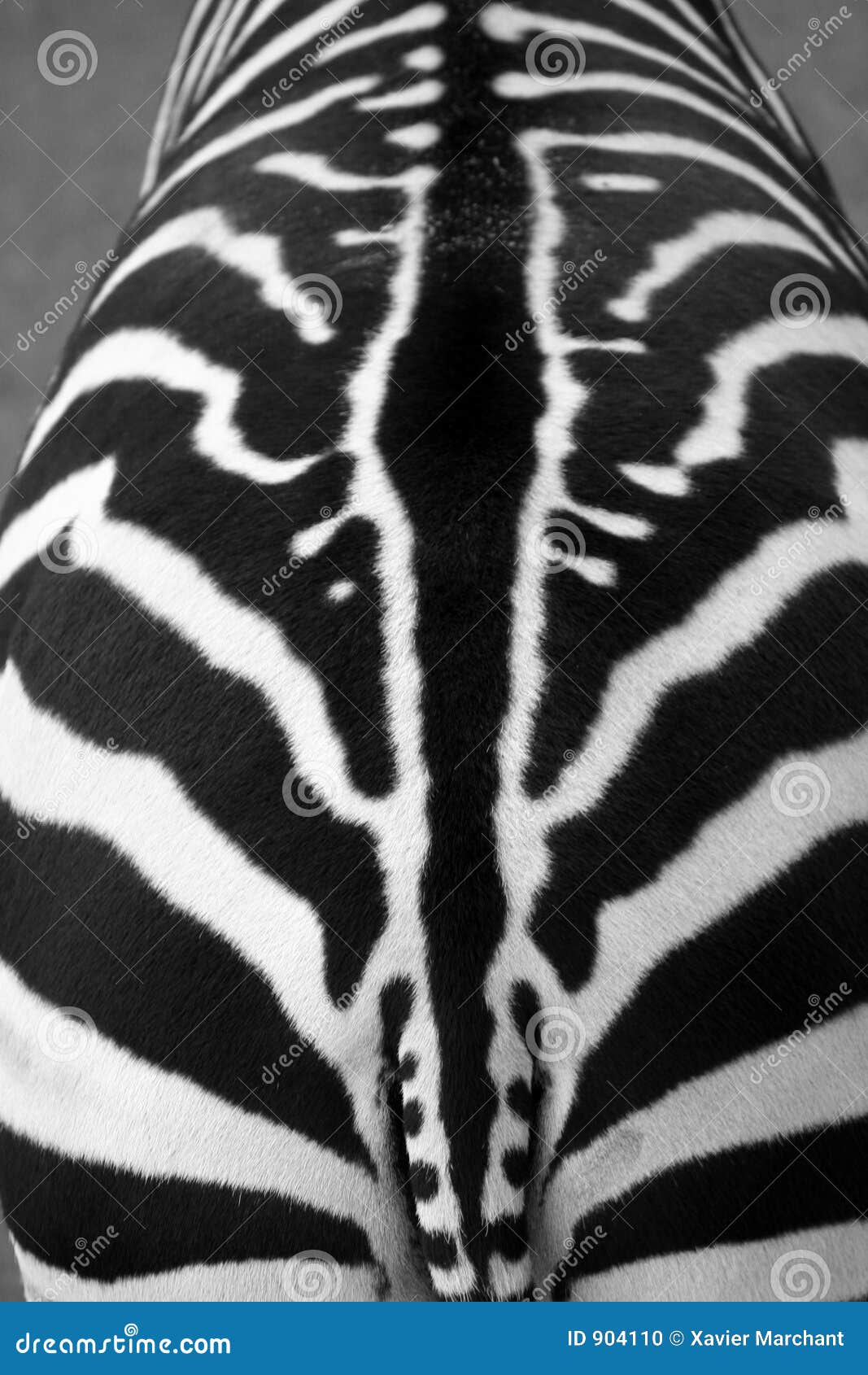 Zebra Texture Stock Photo | CartoonDealer.com #7086864