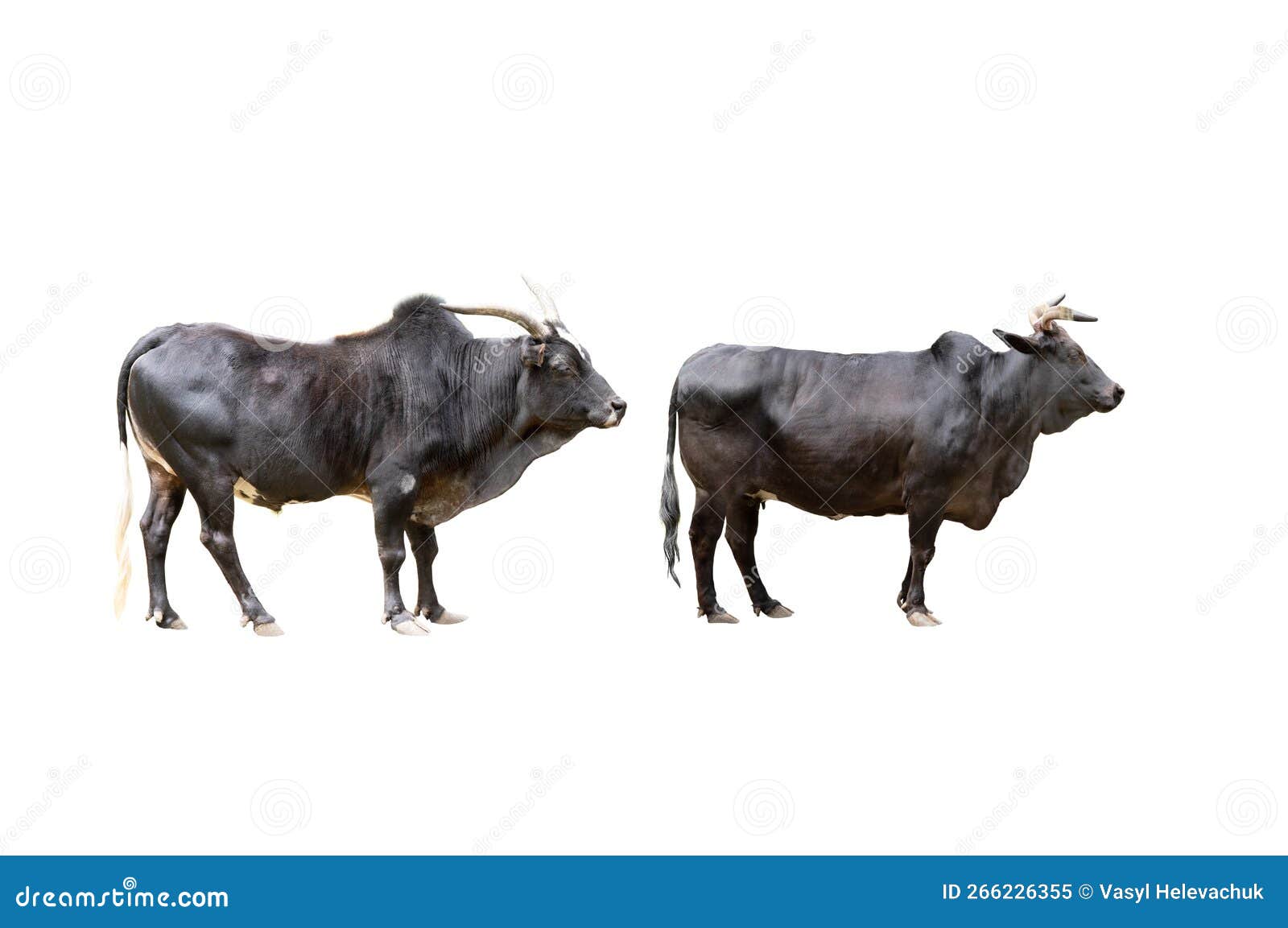 Black Zebu Cattles Isolated on White Background Stock Image - Image of ...