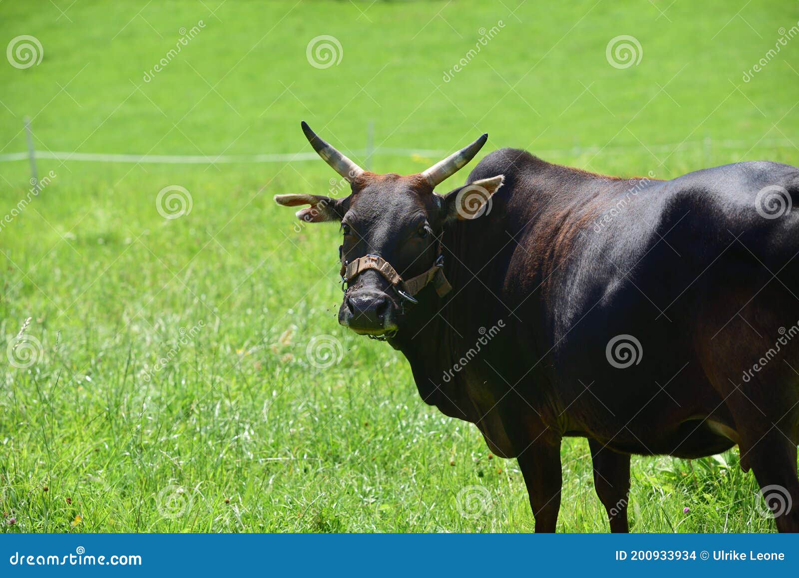 A Black Zebu is Standing in the Green Pasture Outdoors and Looking at ...