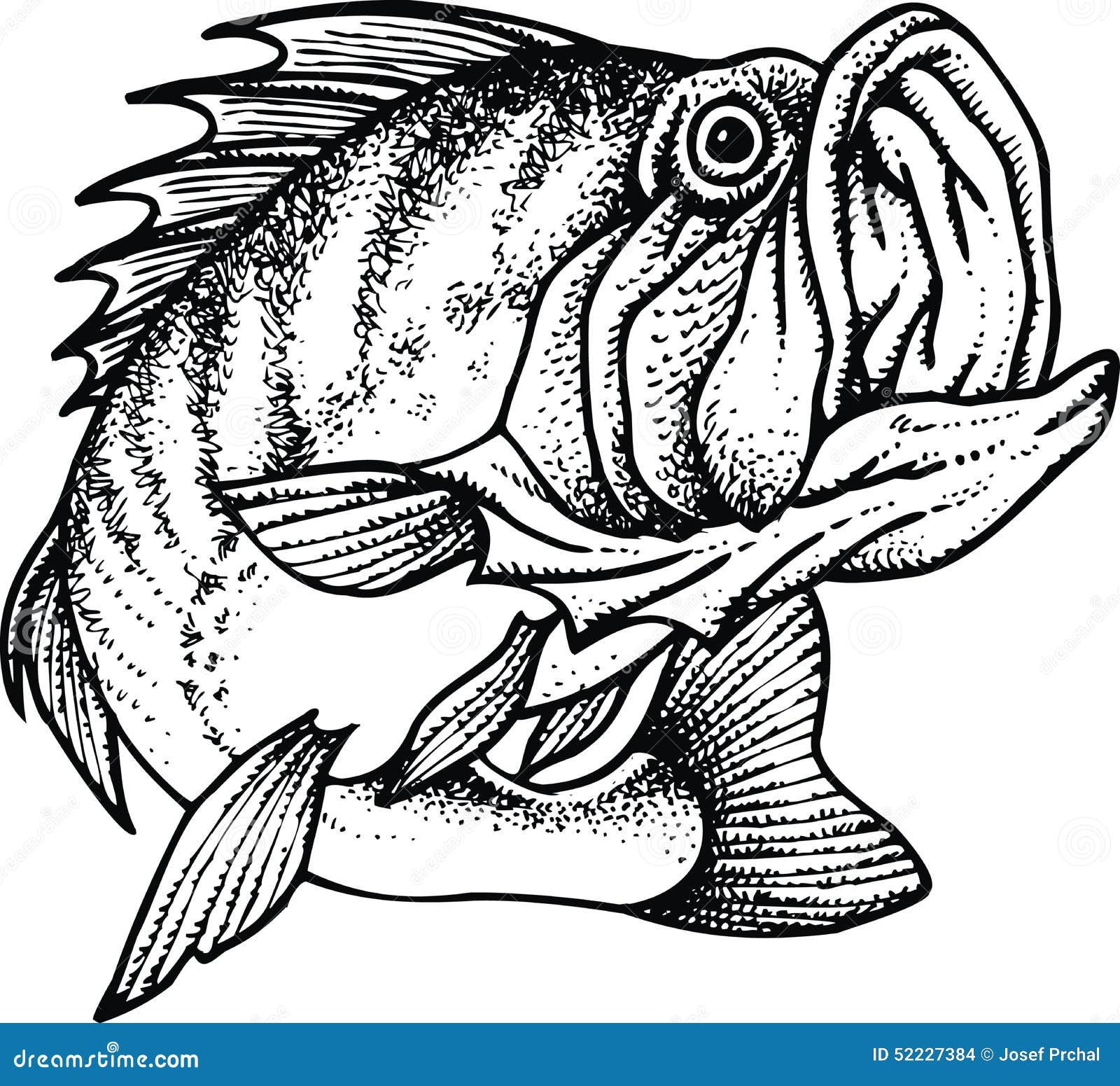 Blackback fish stock vector. Illustration of striped - 52227384