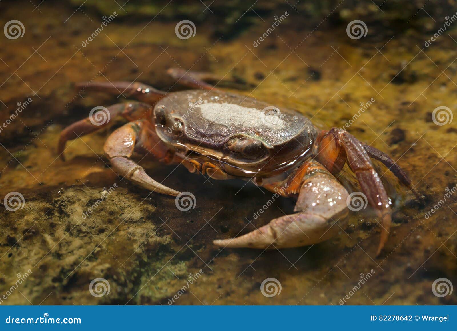 Blackback Land Crab Gecarcinus Lateralis Stock Photo - Image of bottom ...