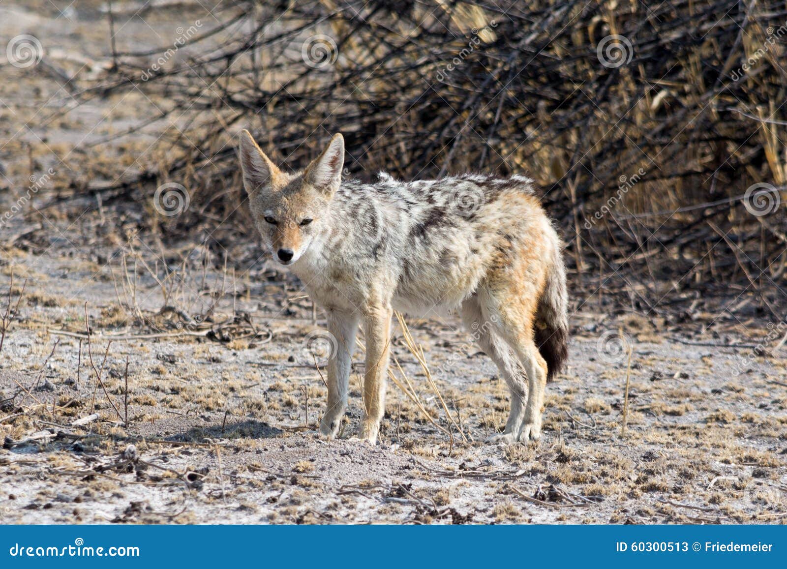 Blackbacked jackal stock image. Image of animal, adventure - 60300513