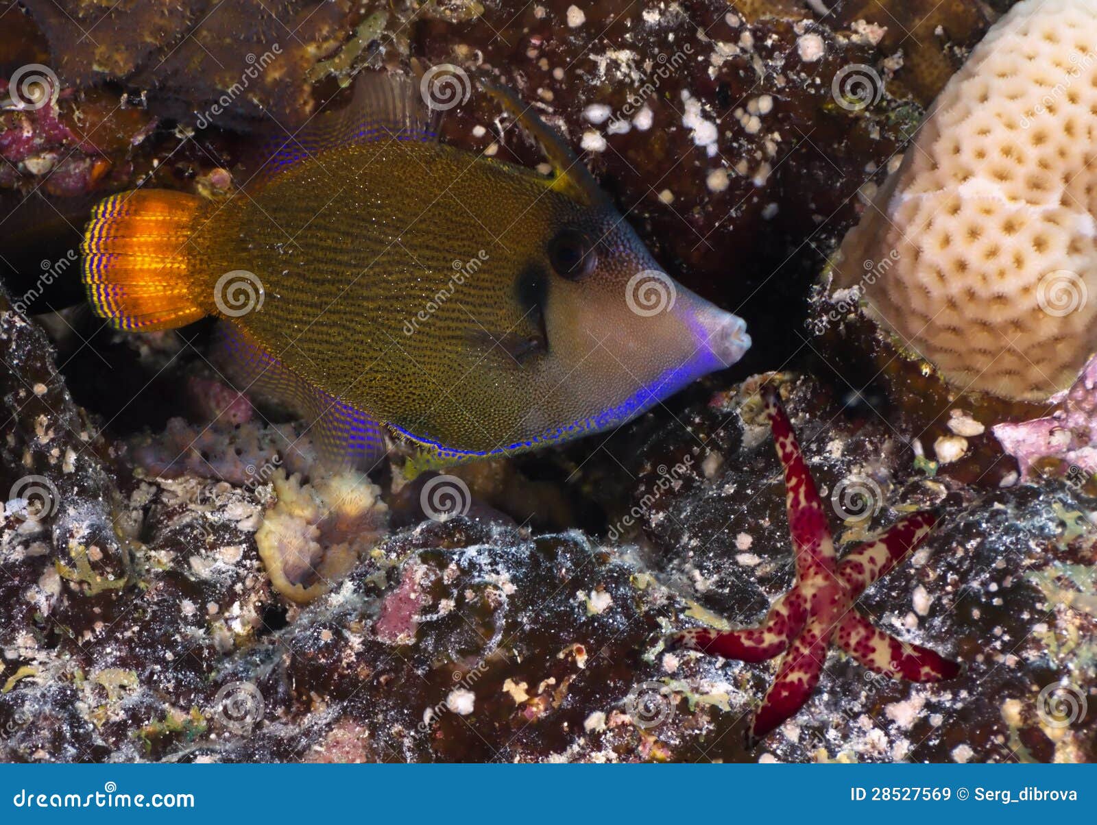 Blackbar Filefish Stock Photos - Free & Royalty-Free Stock Photos from ...