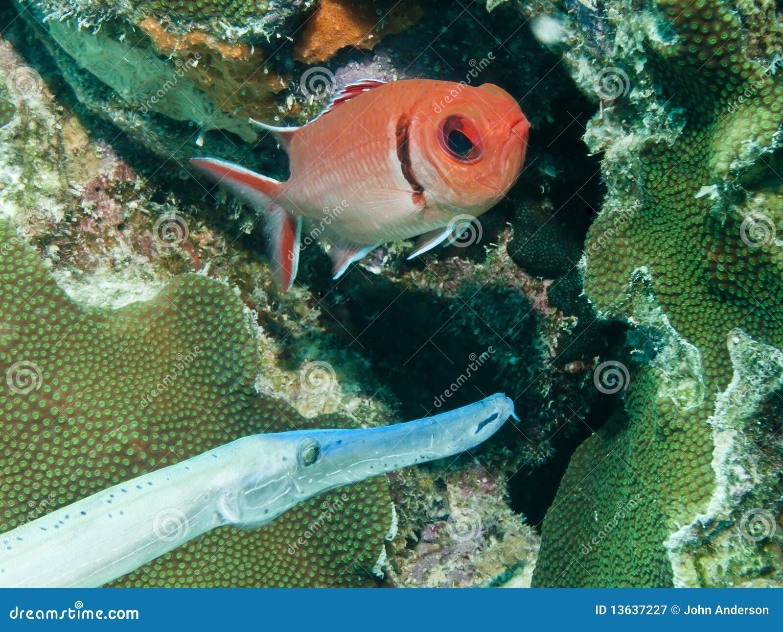 Blackbar soldierfish stock image. Image of blackbar, nature - 13637227