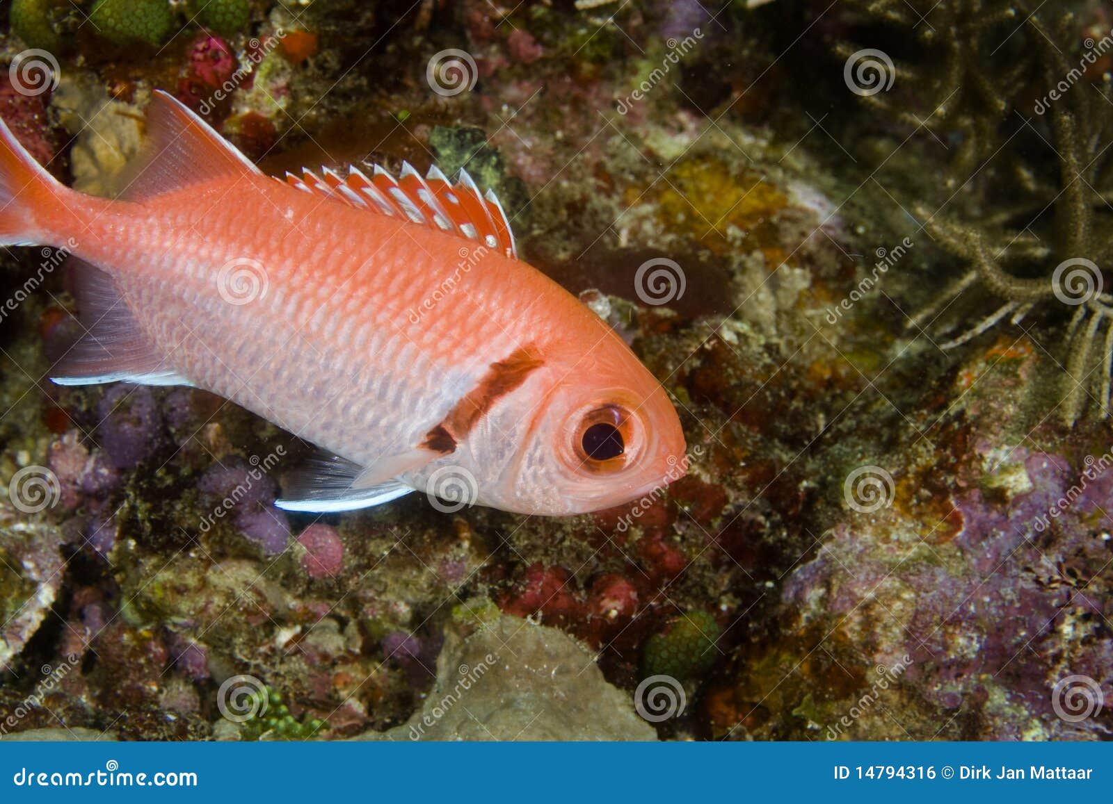 A Blackbar Soldierfish Myripristis Jacobus With An Isopod Parasite ...