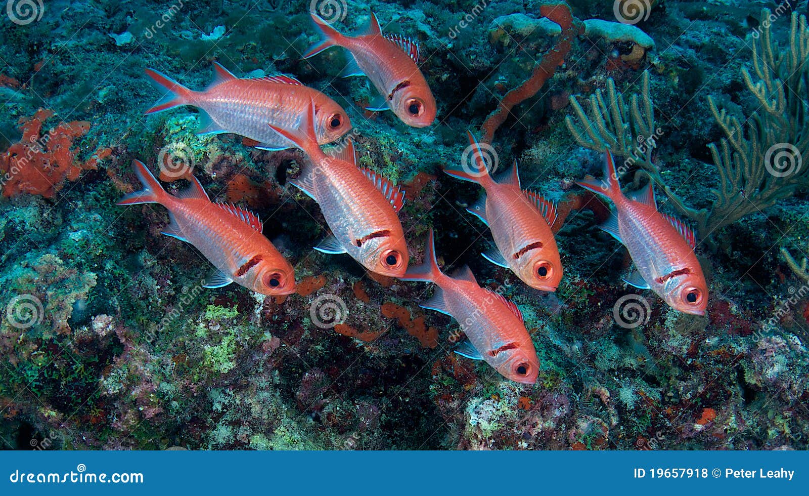 Blackbar Soldierfish stock photo. Image of tropical, caribbean - 19657918
