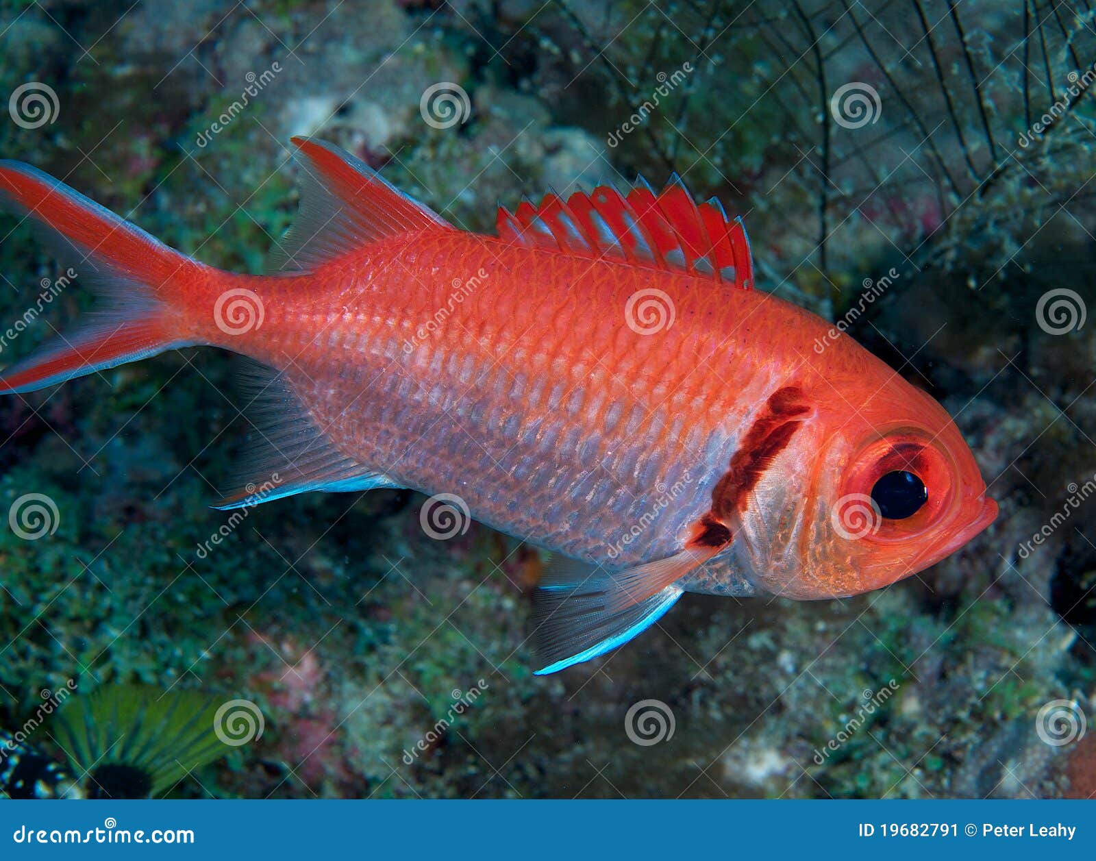Blackbar Soldierfish stock image. Image of living, saltwater - 19682791