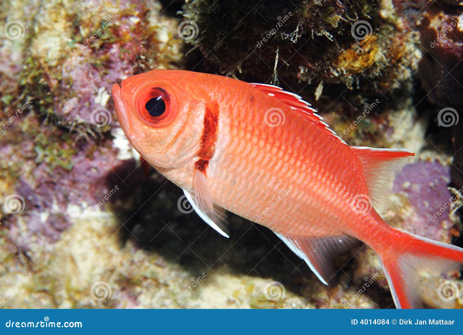 Blackbar Soldierfish stock photo. Image of ocean, water - 4014084