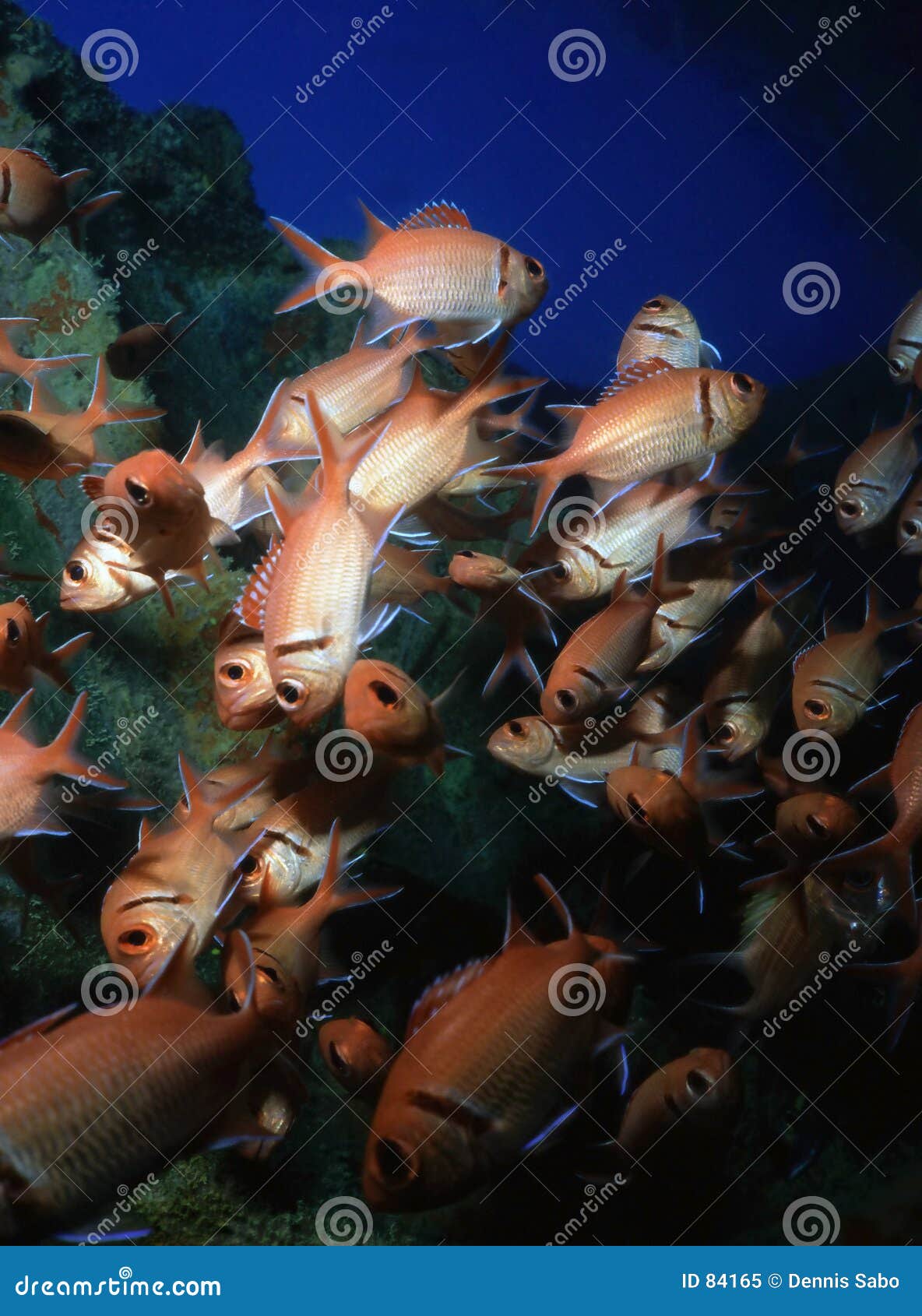 Blackbar Soldierfish stock image. Image of travel, fish - 84165