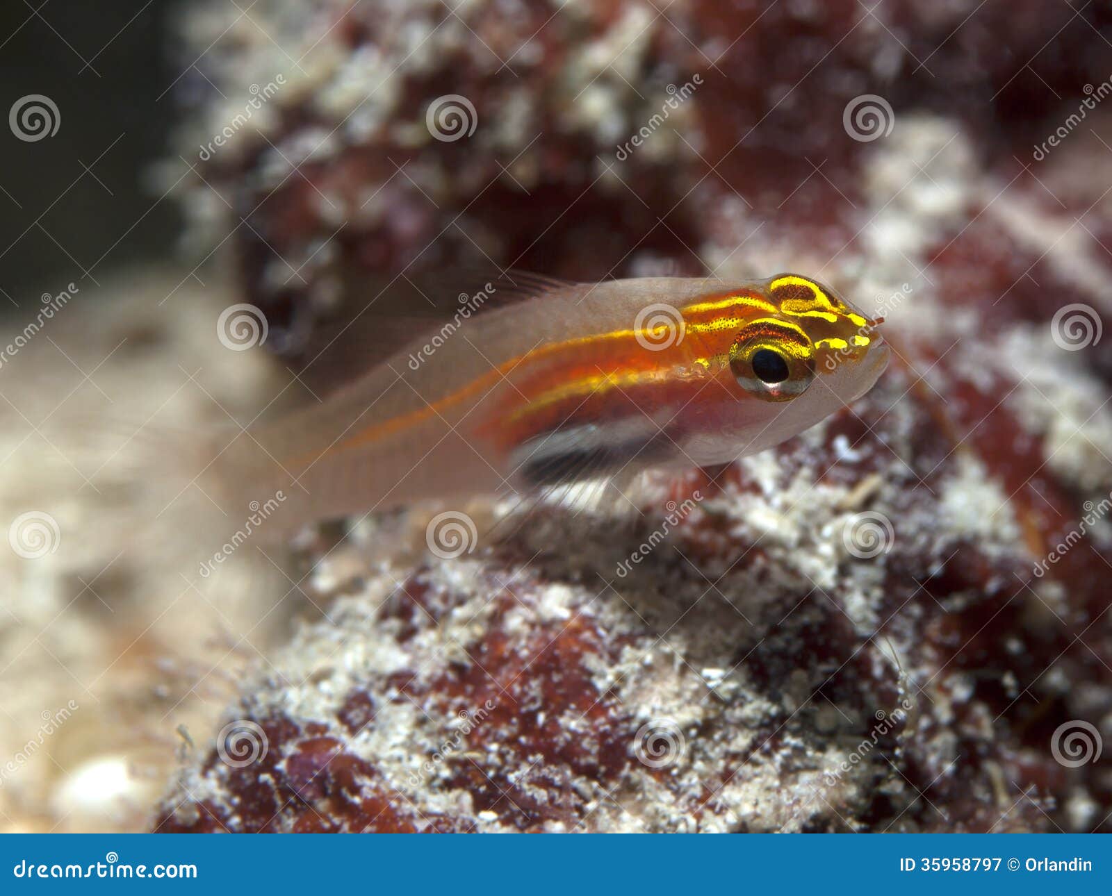 Blackbelly Dwarfgoby stock image. Image of ocean, animal - 35958797