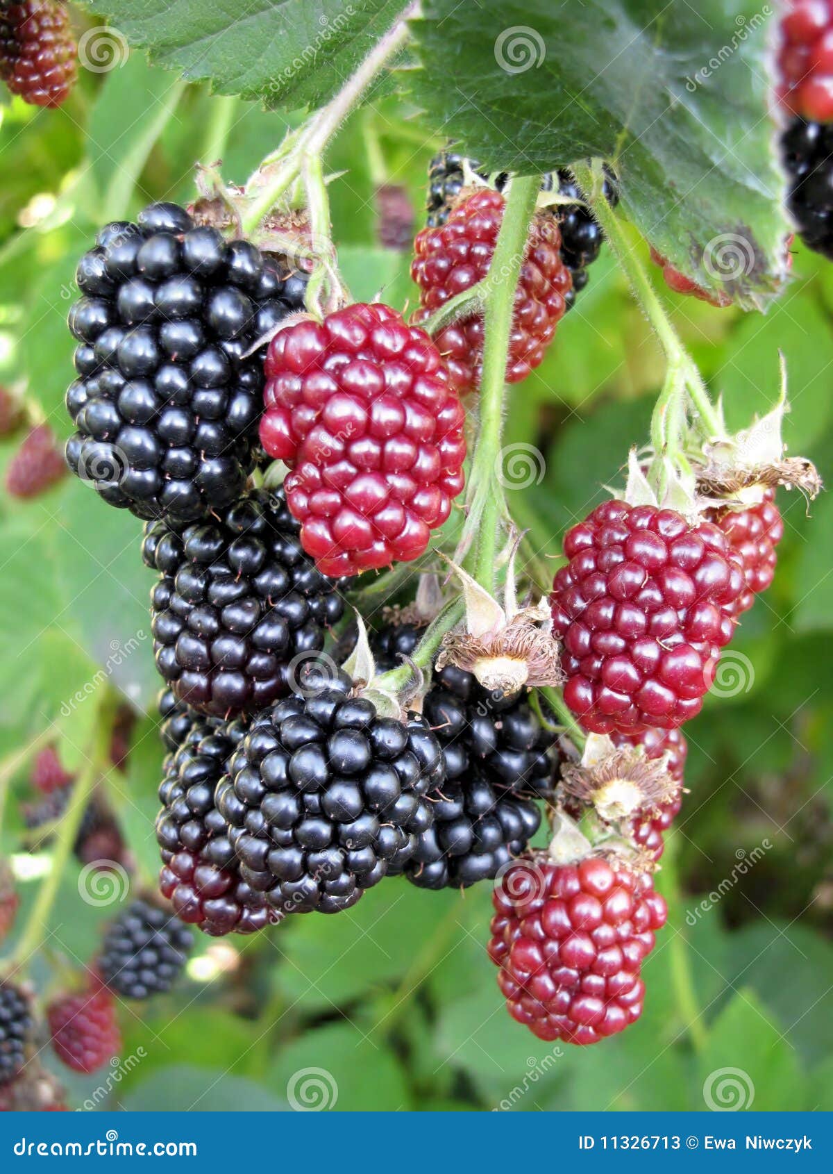 Blackberries stock image. Image of summer, blackberries - 11326713