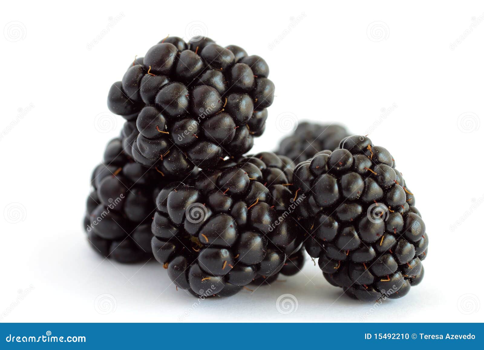Blackberries stock photo. Image of sweet, harvested, studio - 15492210