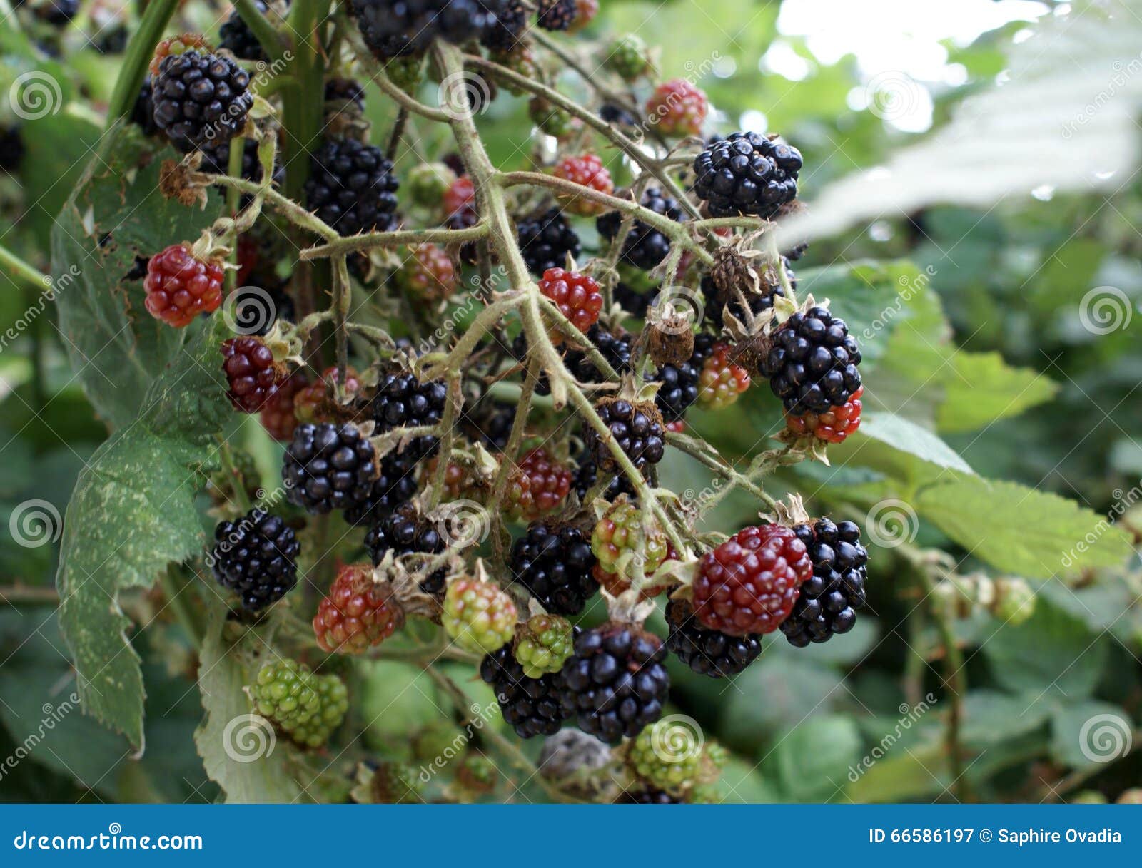 Blackberries. Blackberry Fruit. Stock Image - Image of garden, nature ...
