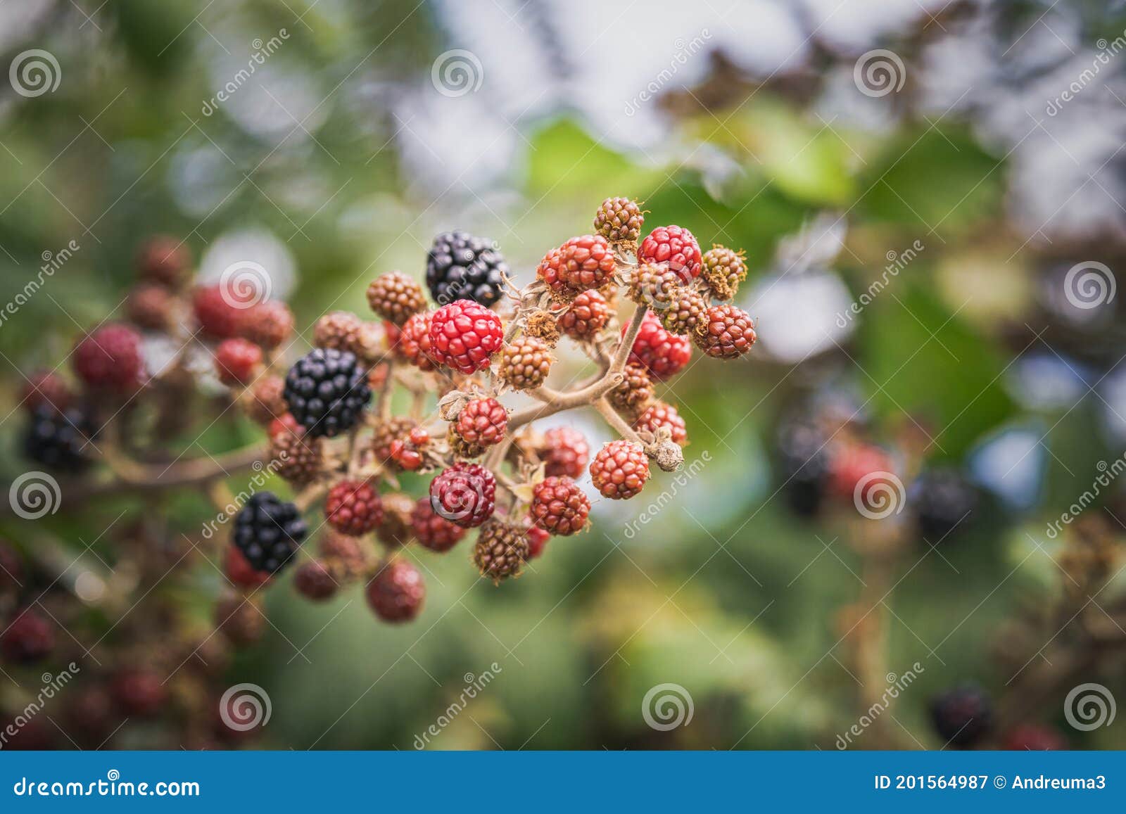 Blackberries on a Bramble Bush Stock Image - Image of plant, sweet ...