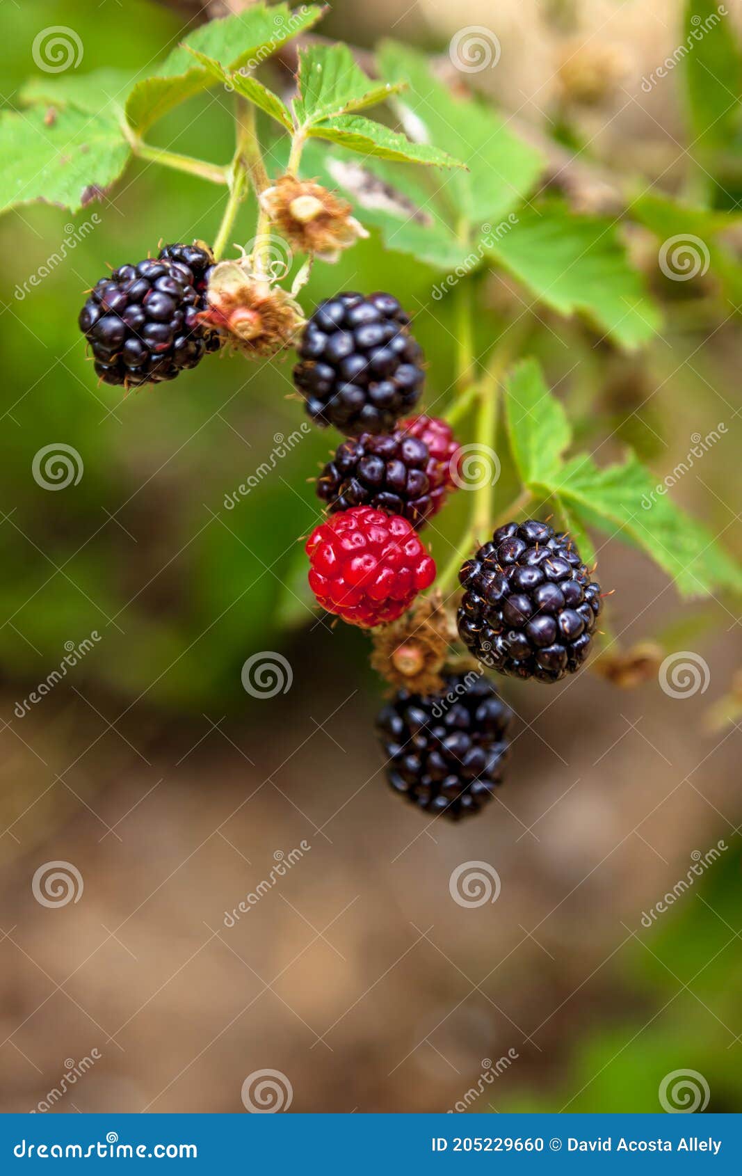 Blackberries branches stock photo. Image of berries - 205229660