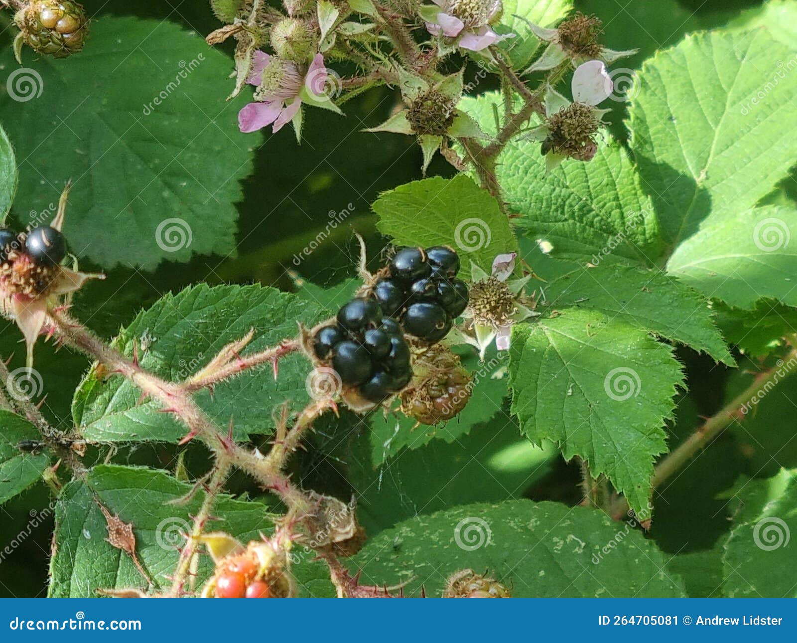 Blackberries canklow woods stock image. Image of leaf - 264705081