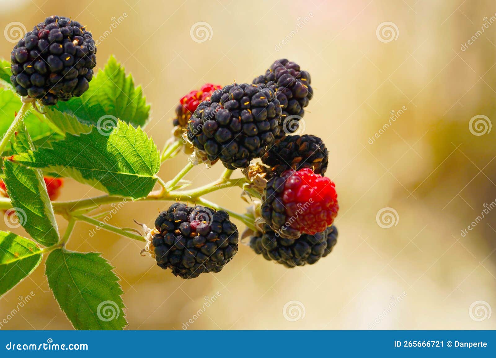 Blackberries stock image. Image of ripeness, stages - 265666721